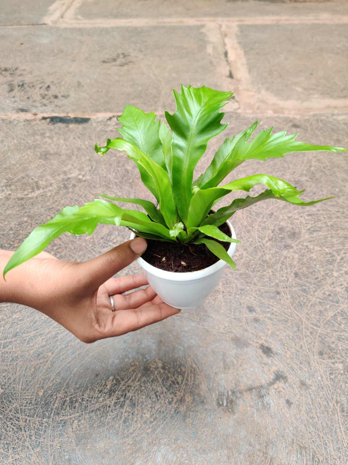 Bird's Nest Fern 'Venus': Chic Indoor Greenery – ChhajedGarden.com