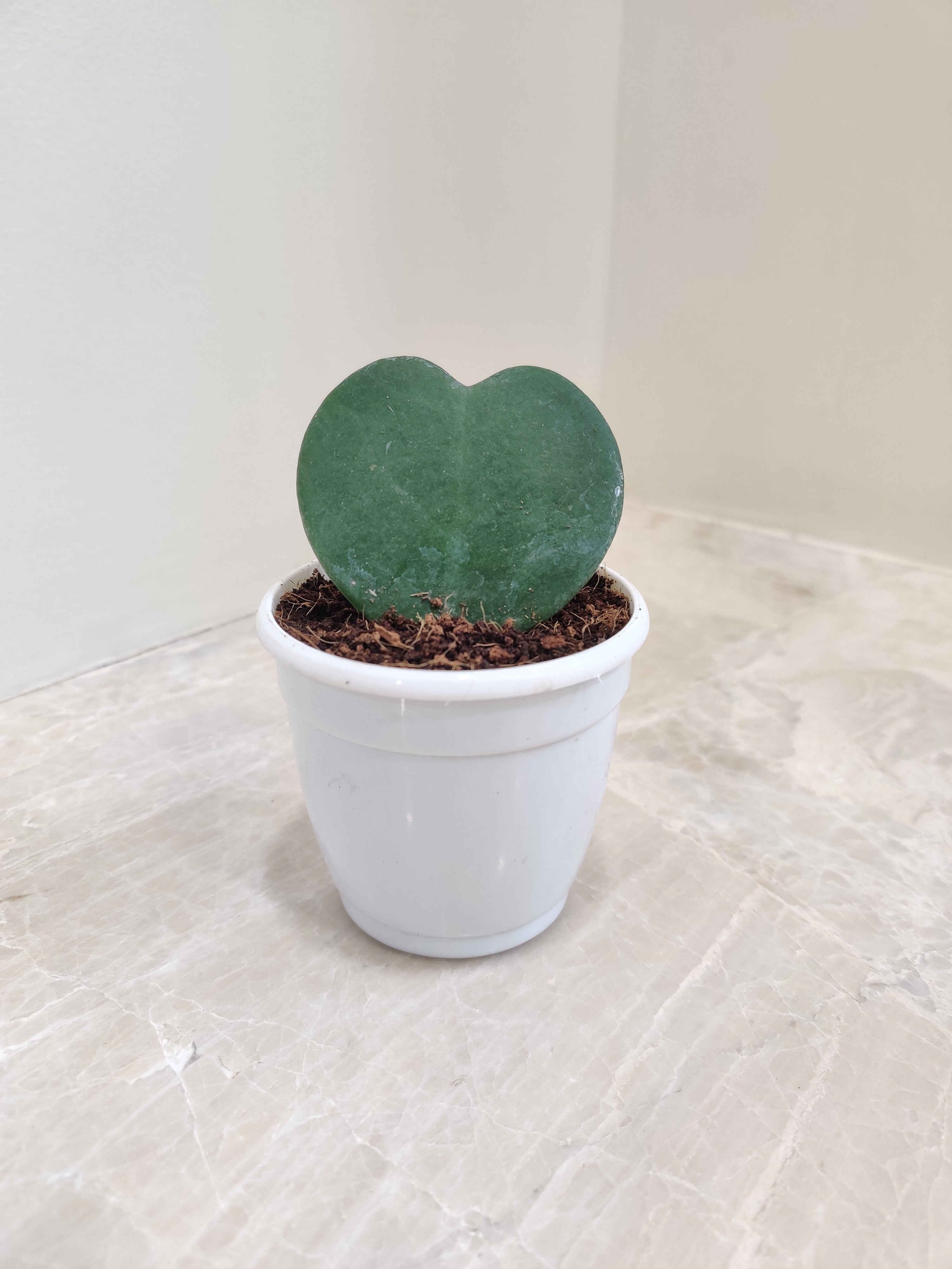 Buy Hoya Heart Plant Online | Cute Heart-Shaped Leaves – ChhajedGarden.com