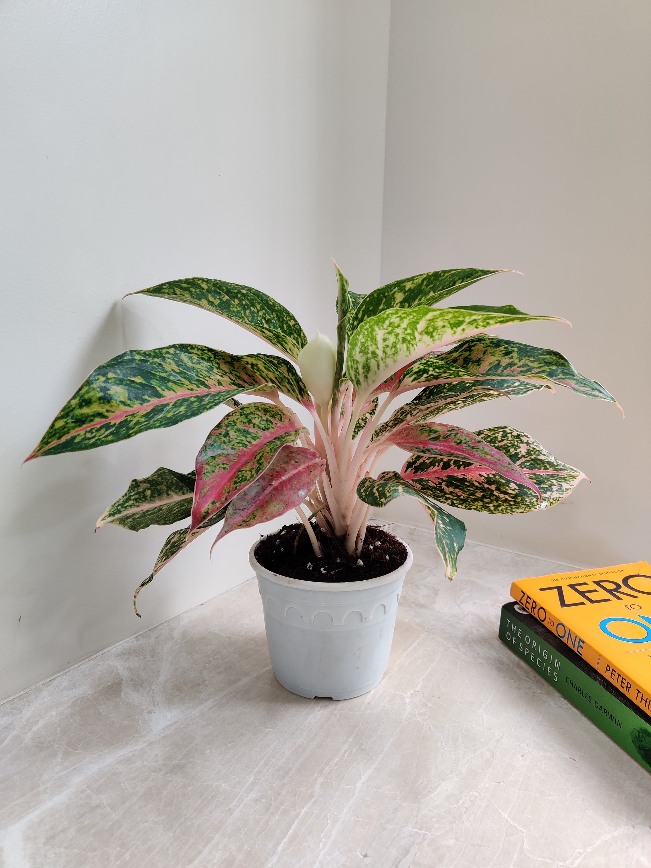 Aglaonema Firework Big Plant – ChhajedGarden.com
