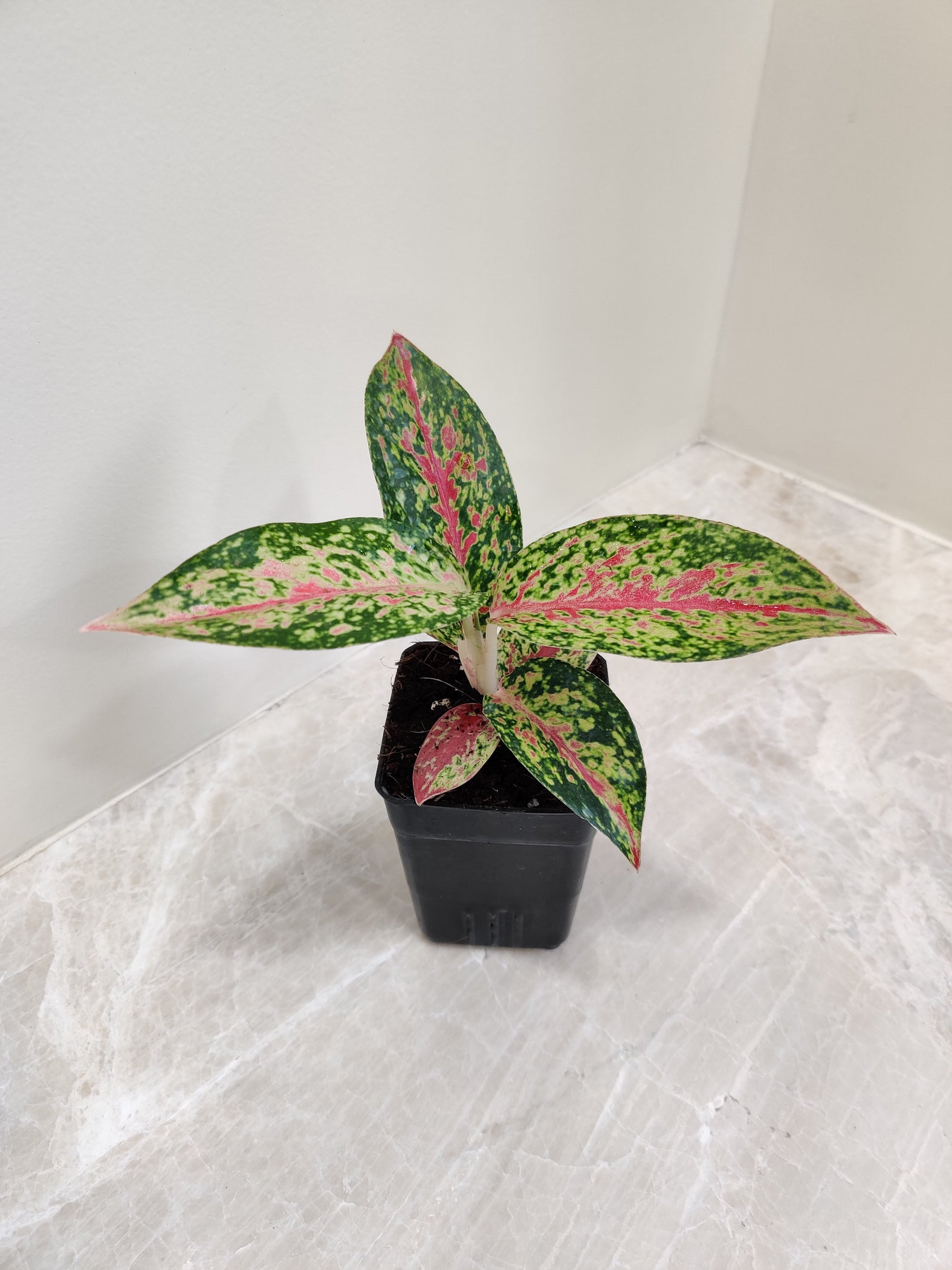 Buy Aglaonema Firework Plant Online - Lush & Air-Purifying | Shop Now ...