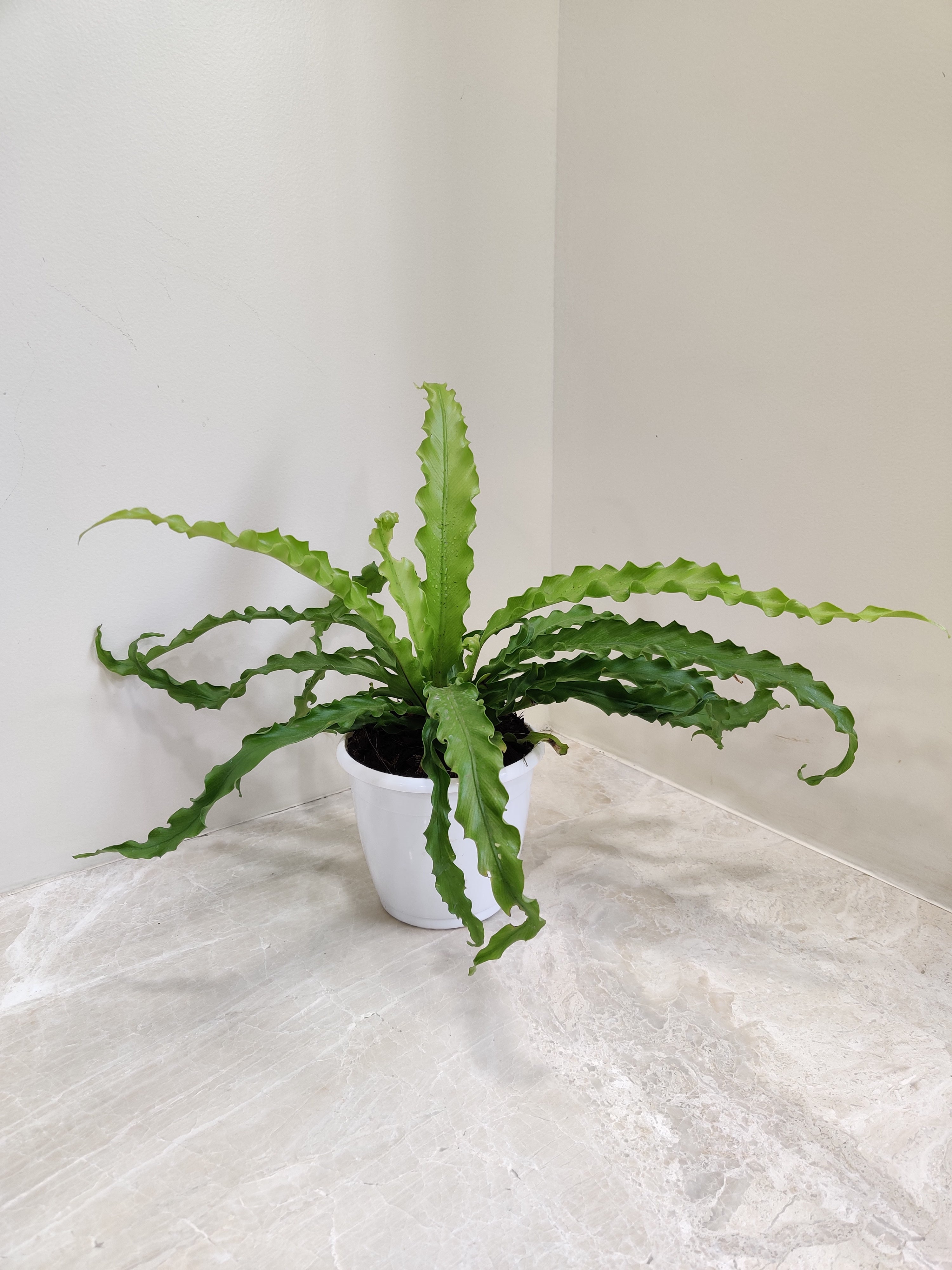 Buy Asplenium Nidus Plant Online | Fresh Indoor Fern – ChhajedGarden.com