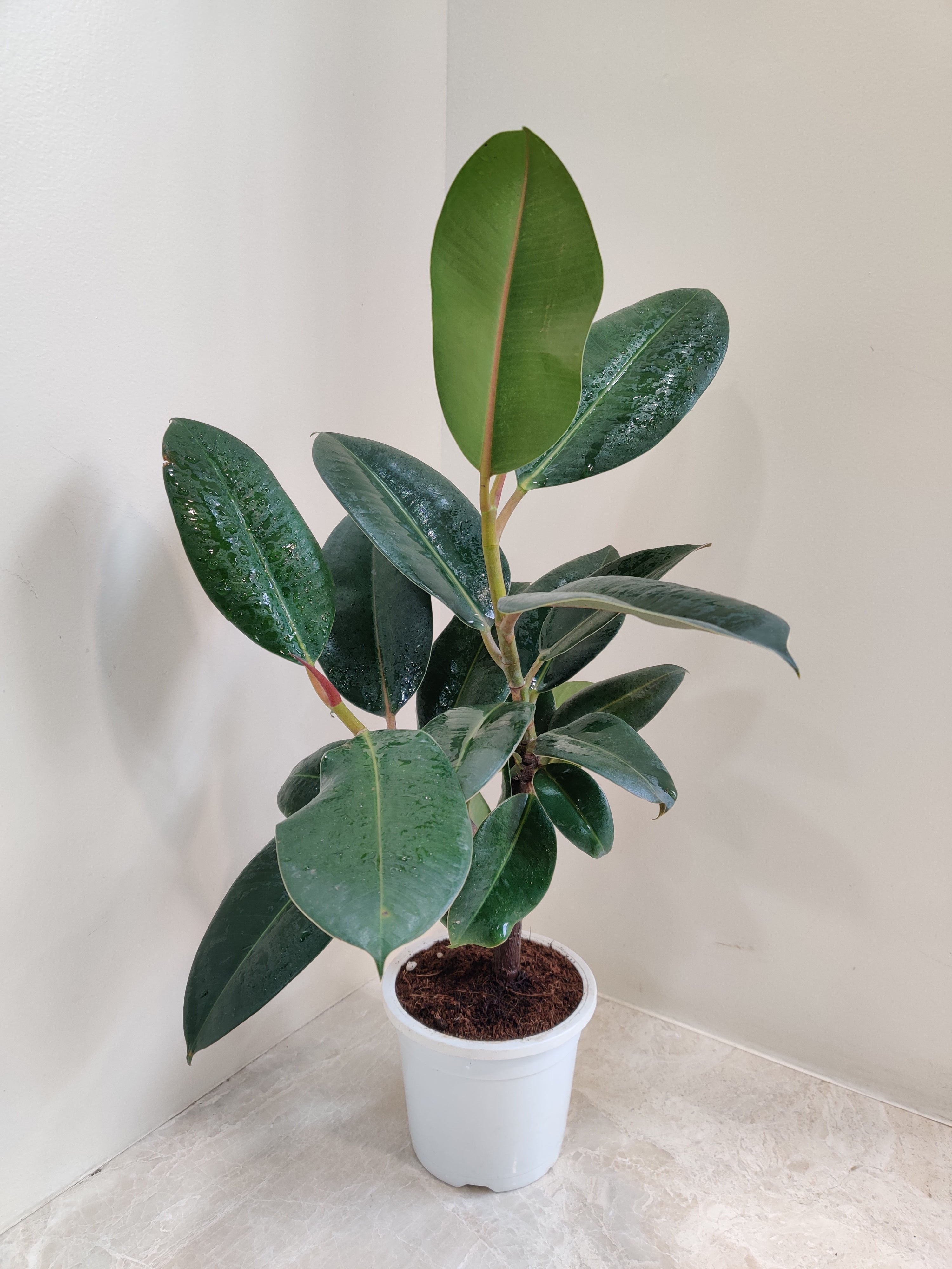 Buy Green Rubber Plant: Fresh Indoor Oasis | Order Now – ChhajedGarden.com
