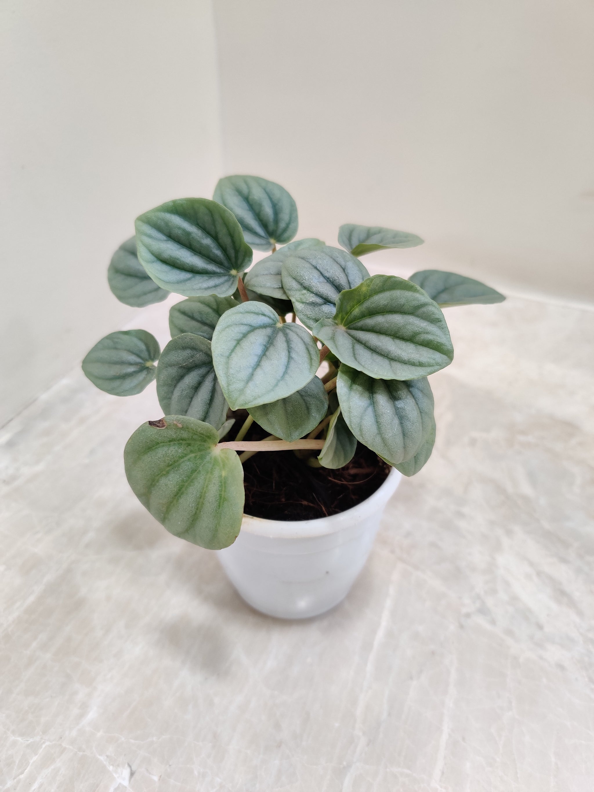 Shop for Peperomia (Radiator Plant) Online India | Safe Home Delivery ...