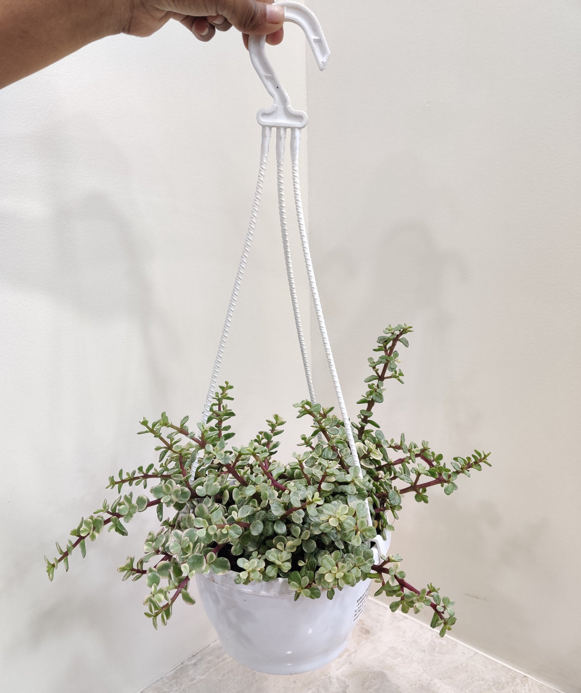 Shop Jade Mini Variegated 17 cm Hanging Pot - Beautiful Succulent ...