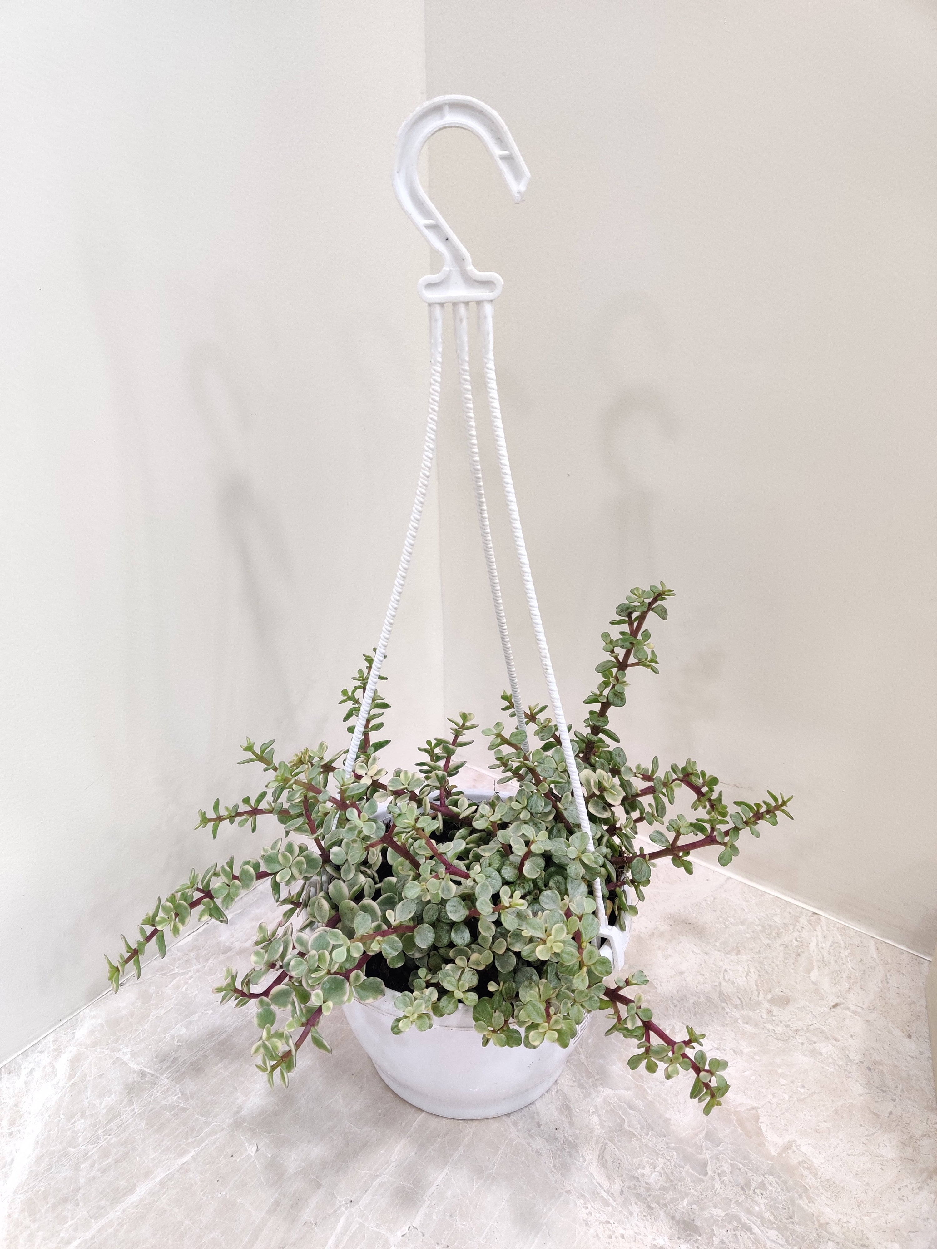 Shop Jade Mini Variegated 17 cm Hanging Pot - Beautiful Succulent ...
