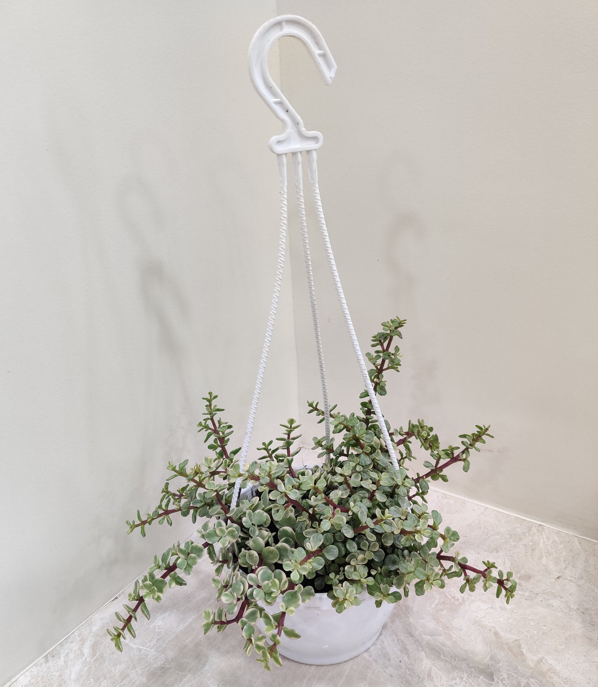 Shop Jade Mini Variegated 17 cm Hanging Pot - Beautiful Succulent ...