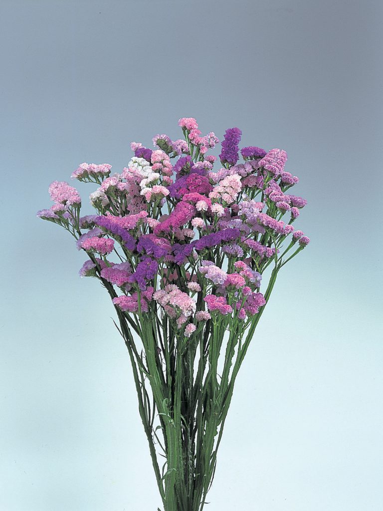 Statice Pastel Shades Flower seeds – ChhajedGarden.com