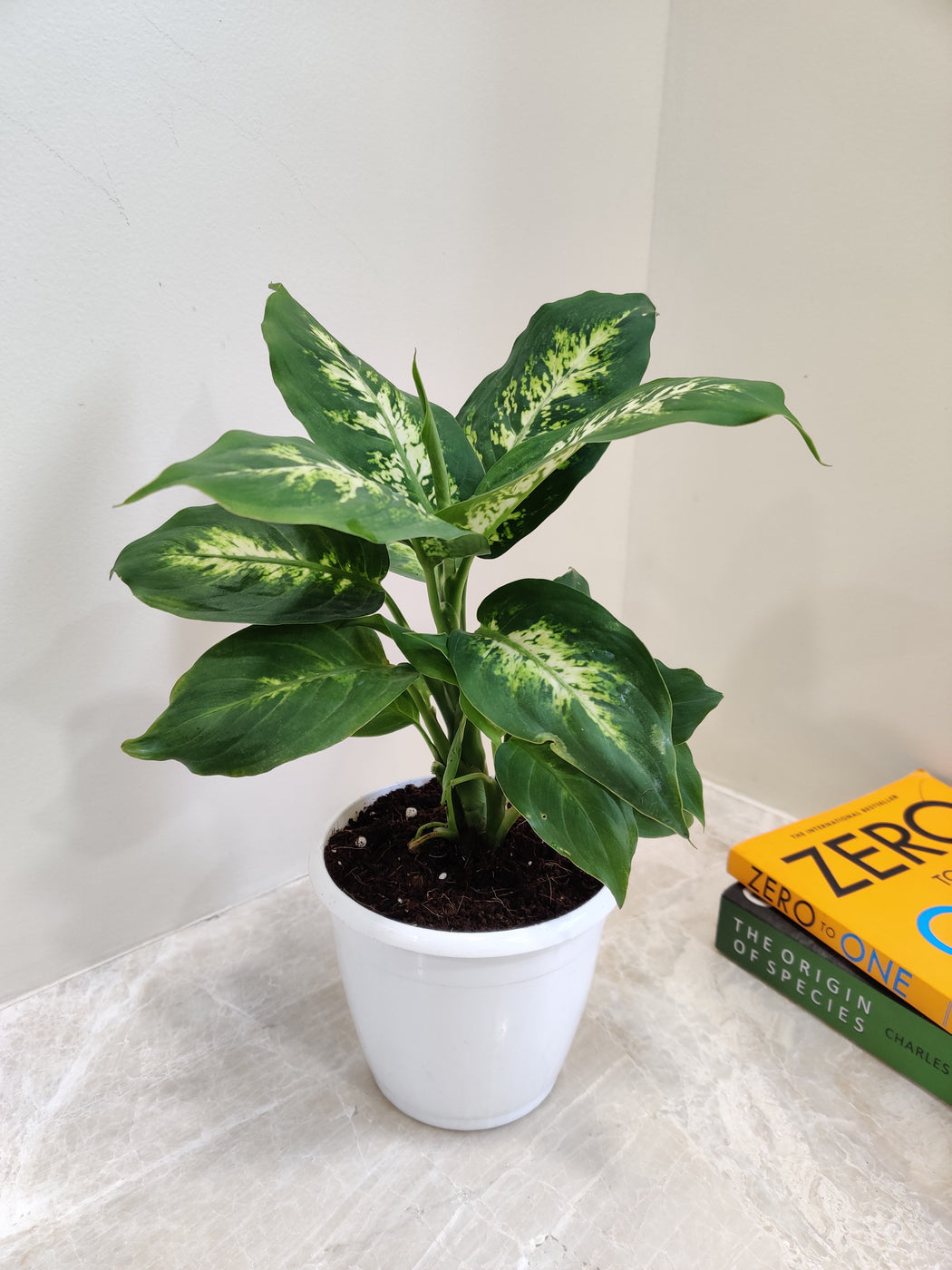 Buy Dieffenbachia Sublime Plant Online India – ChhajedGarden.com