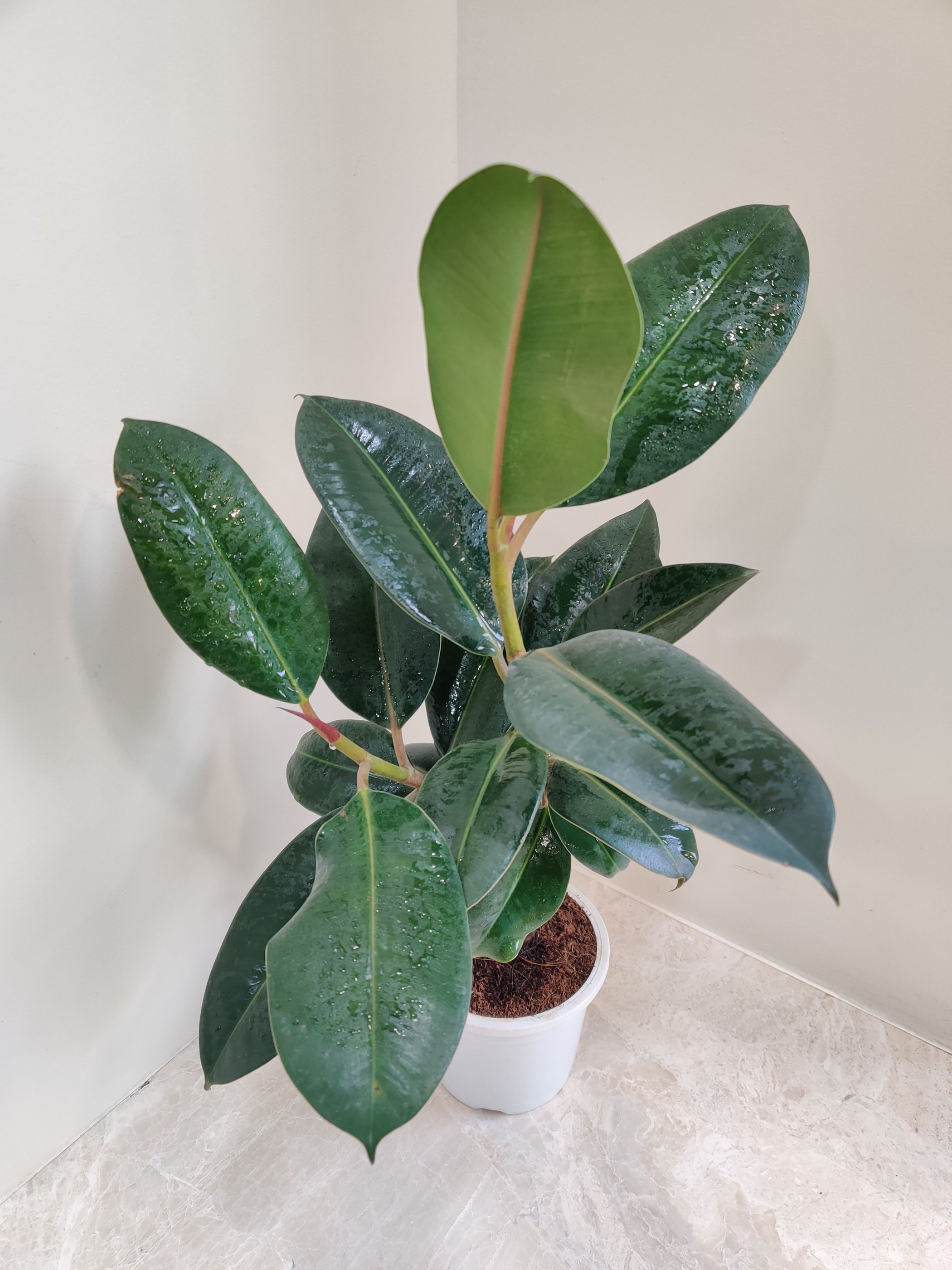 Buy Green Rubber Plant: Fresh Indoor Oasis | Order Now – ChhajedGarden.com