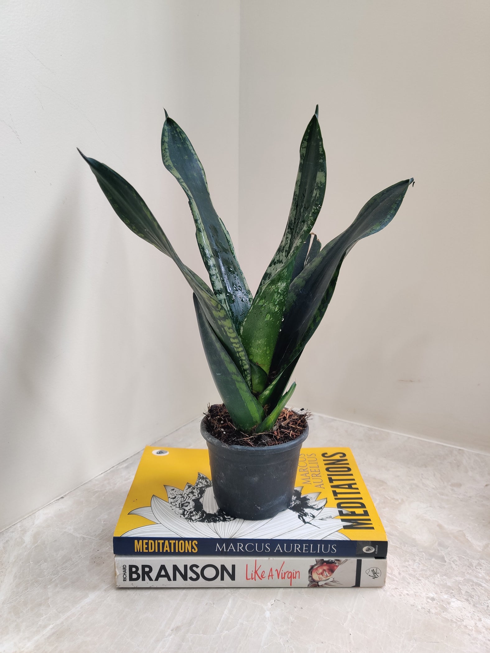 Buy Snake Plant Whitney Online India at Lowest Price – ChhajedGarden.com