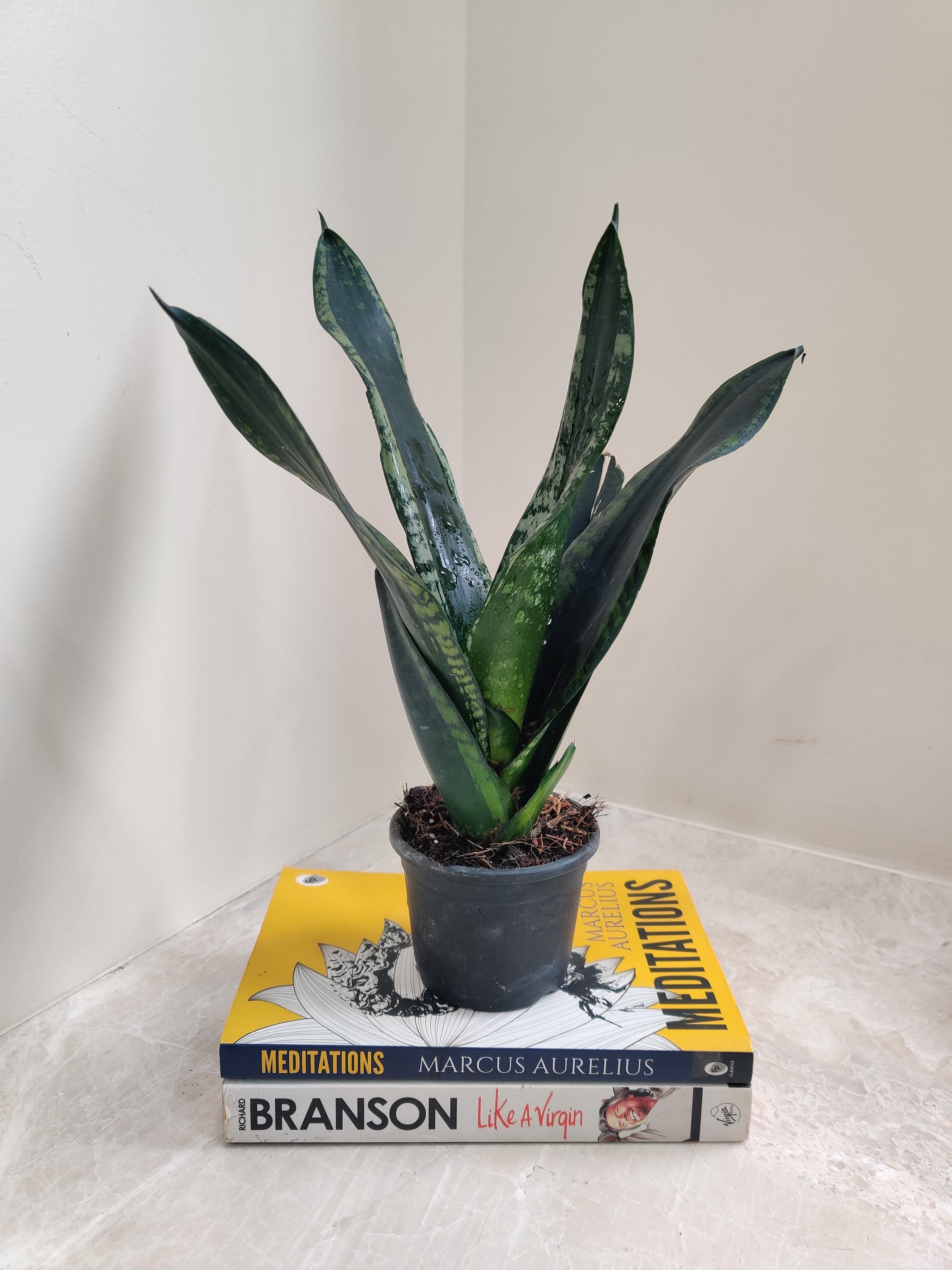 Buy Snake Plant Whitney Online India at Lowest Price – ChhajedGarden.com