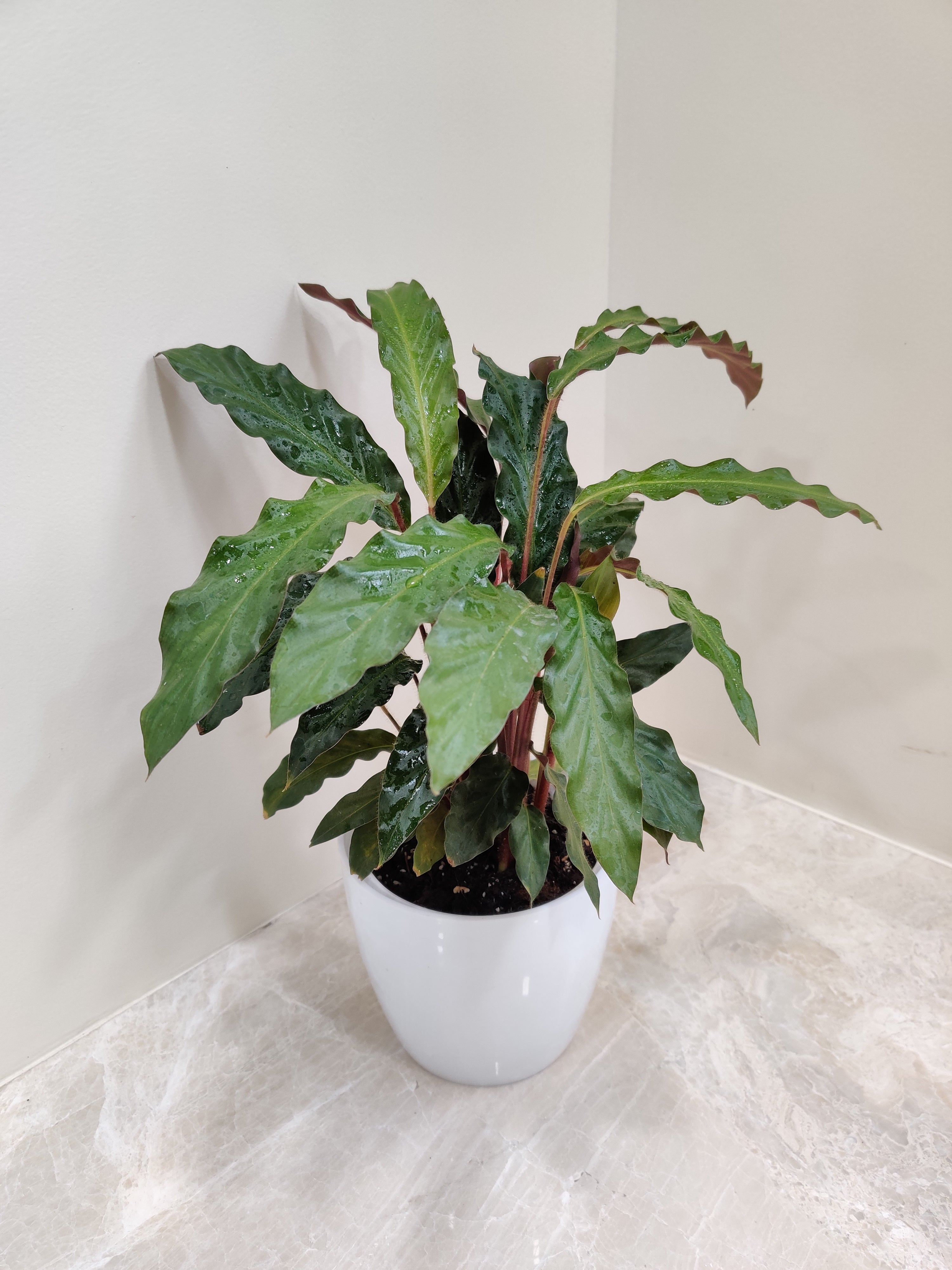 Buy Calathea Rufibarba Plant Online India – ChhajedGarden.com
