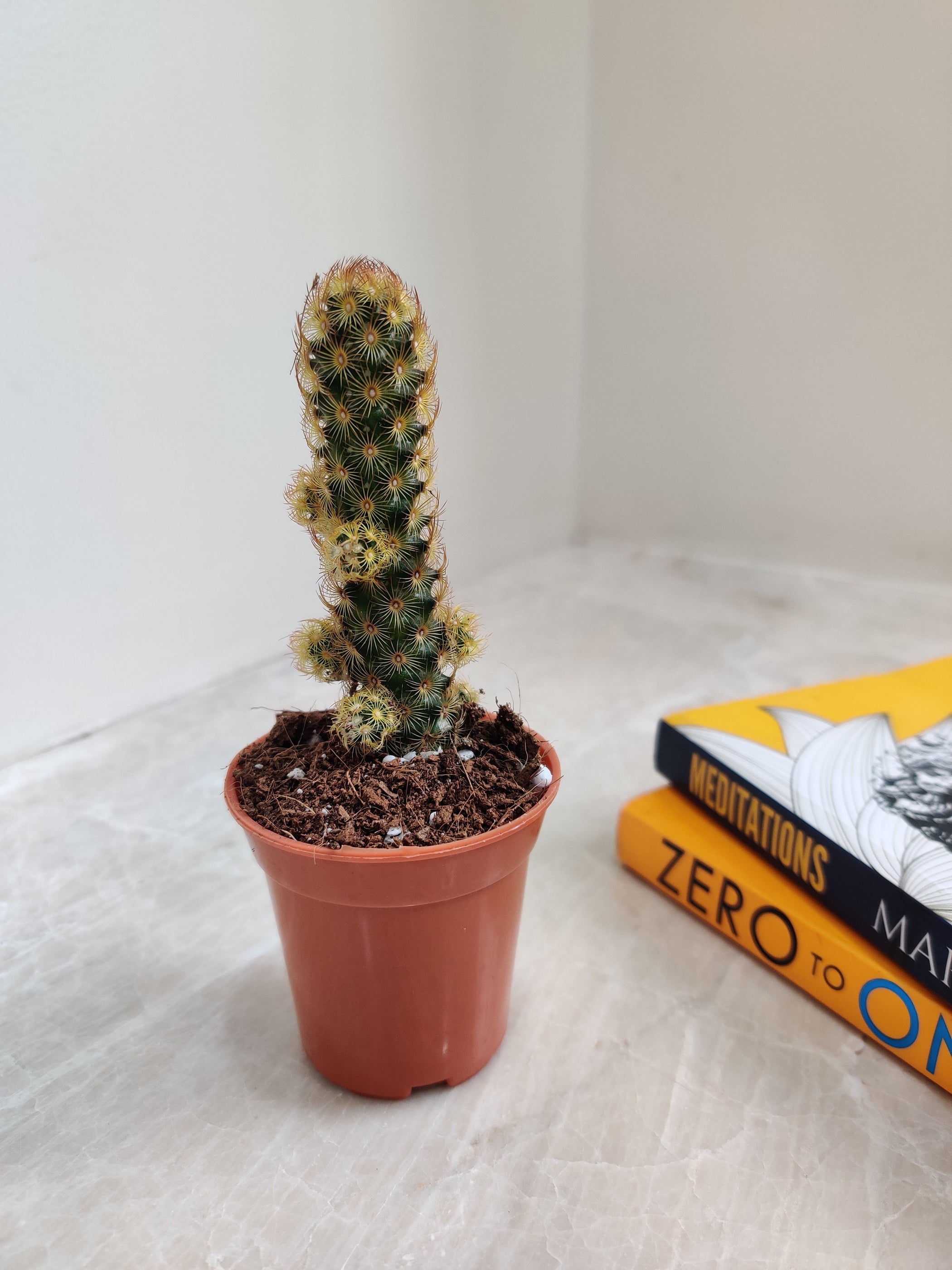 Buy Copper King Cactus Online India | Rare Indoor Cactus ...