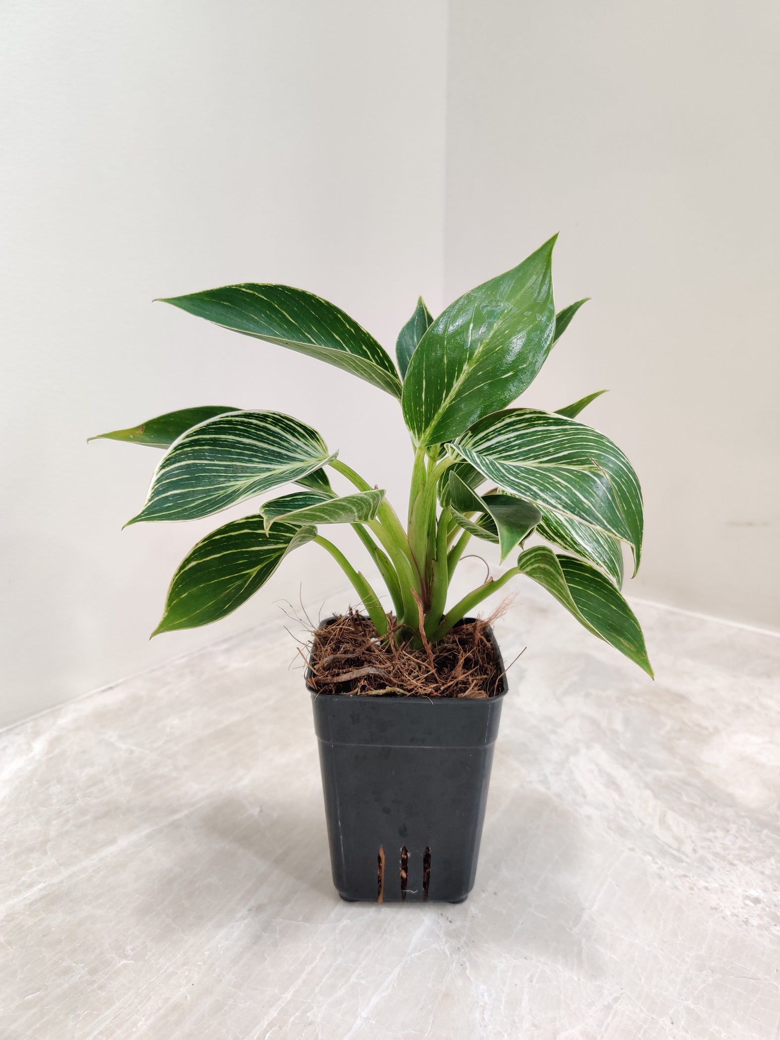 Buy Small Philodendron Birkin Plant Online India at Lowest Price ...