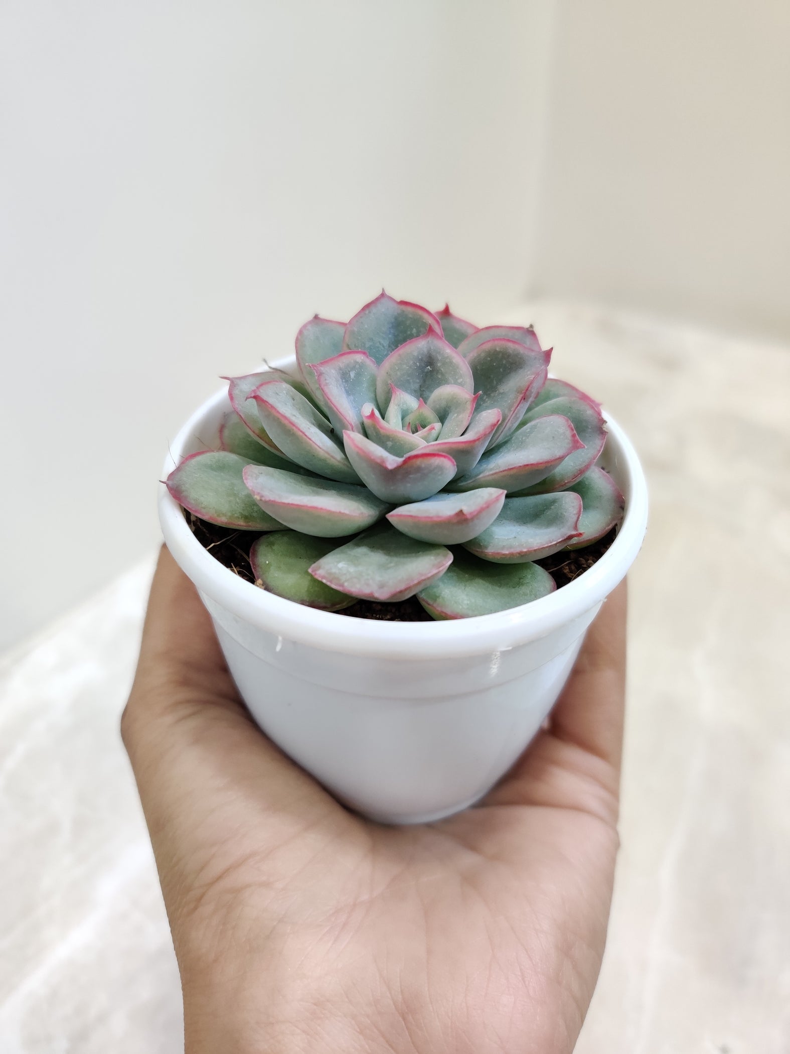 Echeveria 'Hercules' - Robust & Graceful Succulent – ChhajedGarden.com