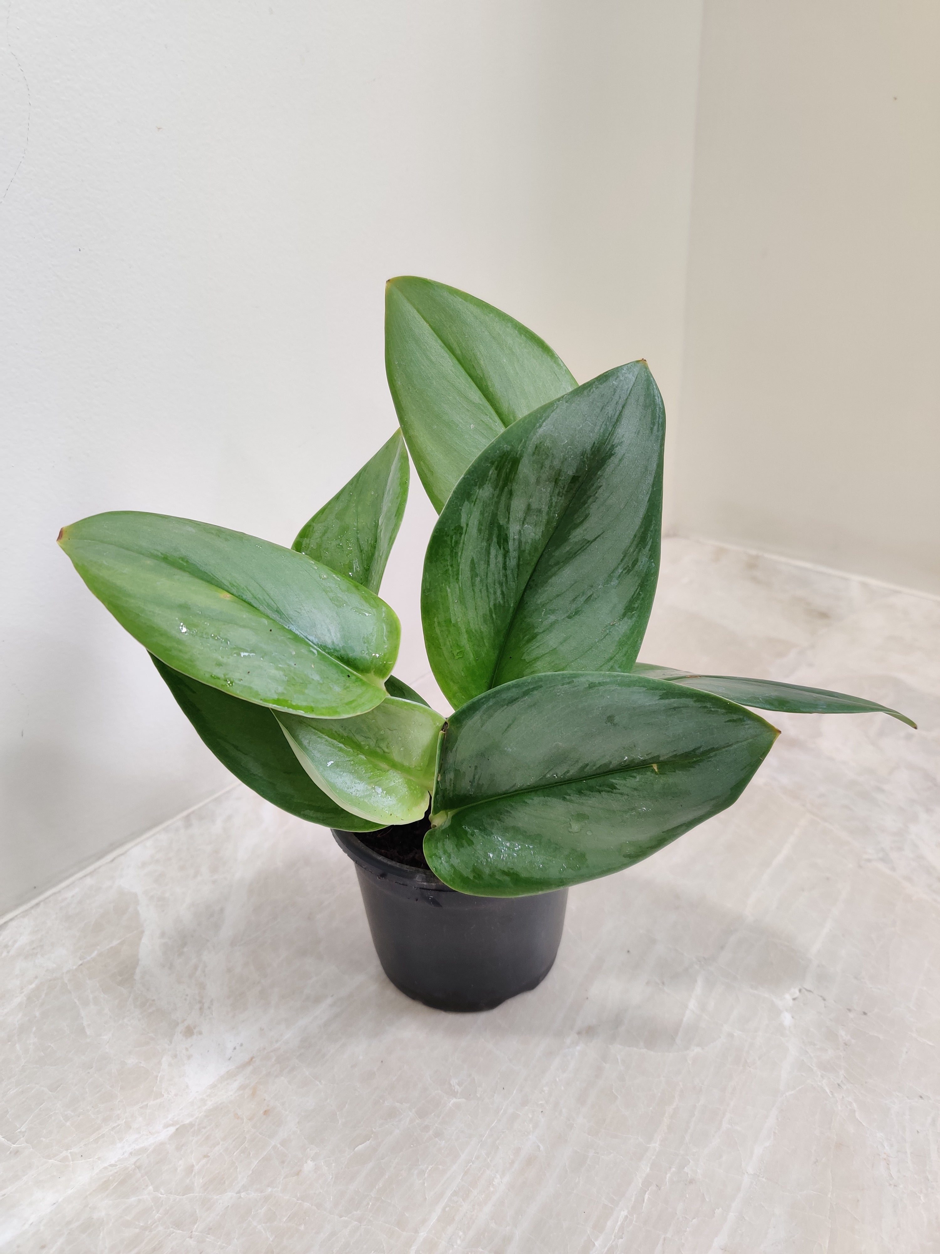 Shop Rare Moonlight Scindapsus Plant Online India at Low Price ...