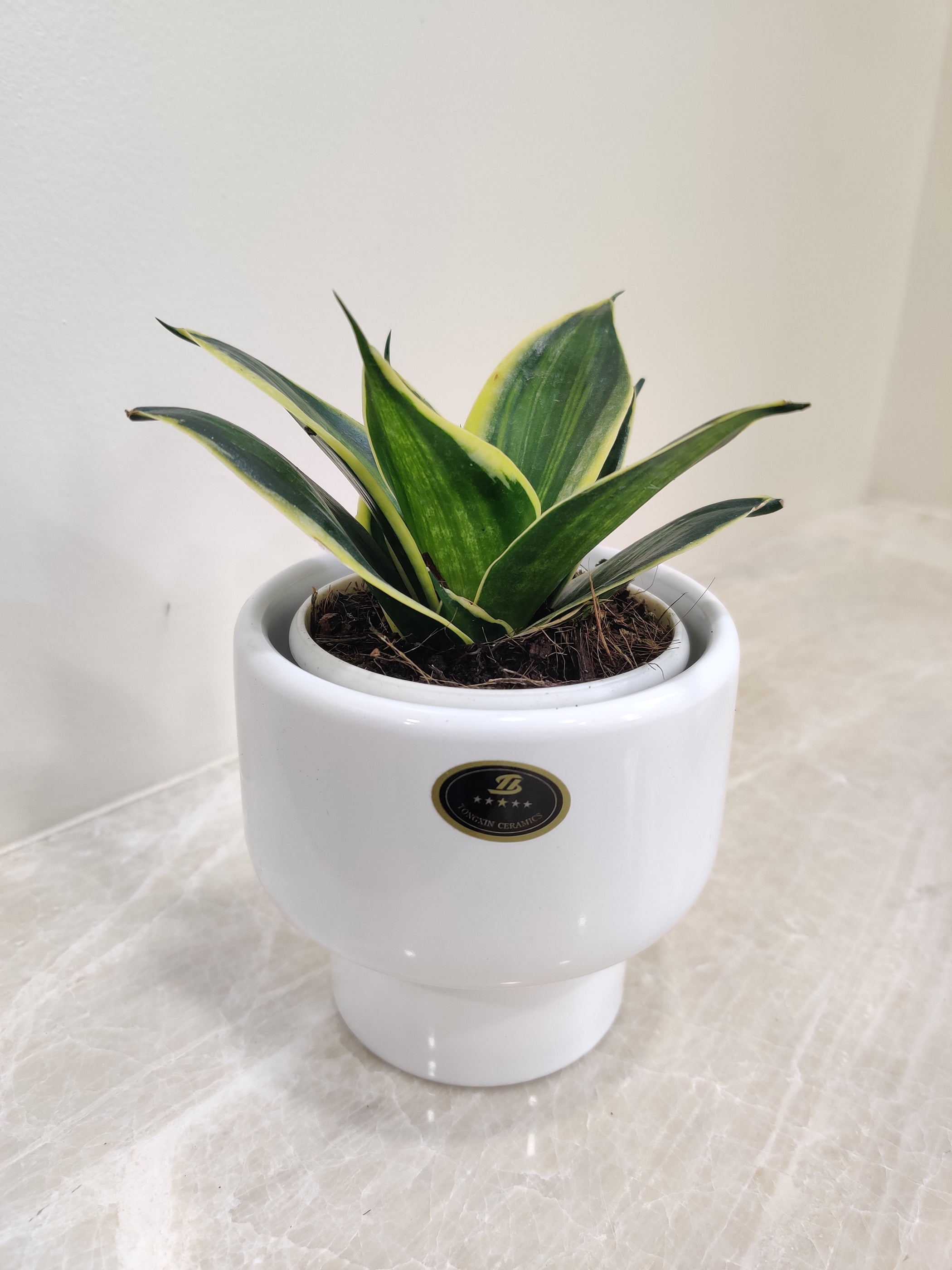 Buy Snake Plant for Corporate Gifting | Good Luck Office Plant ...