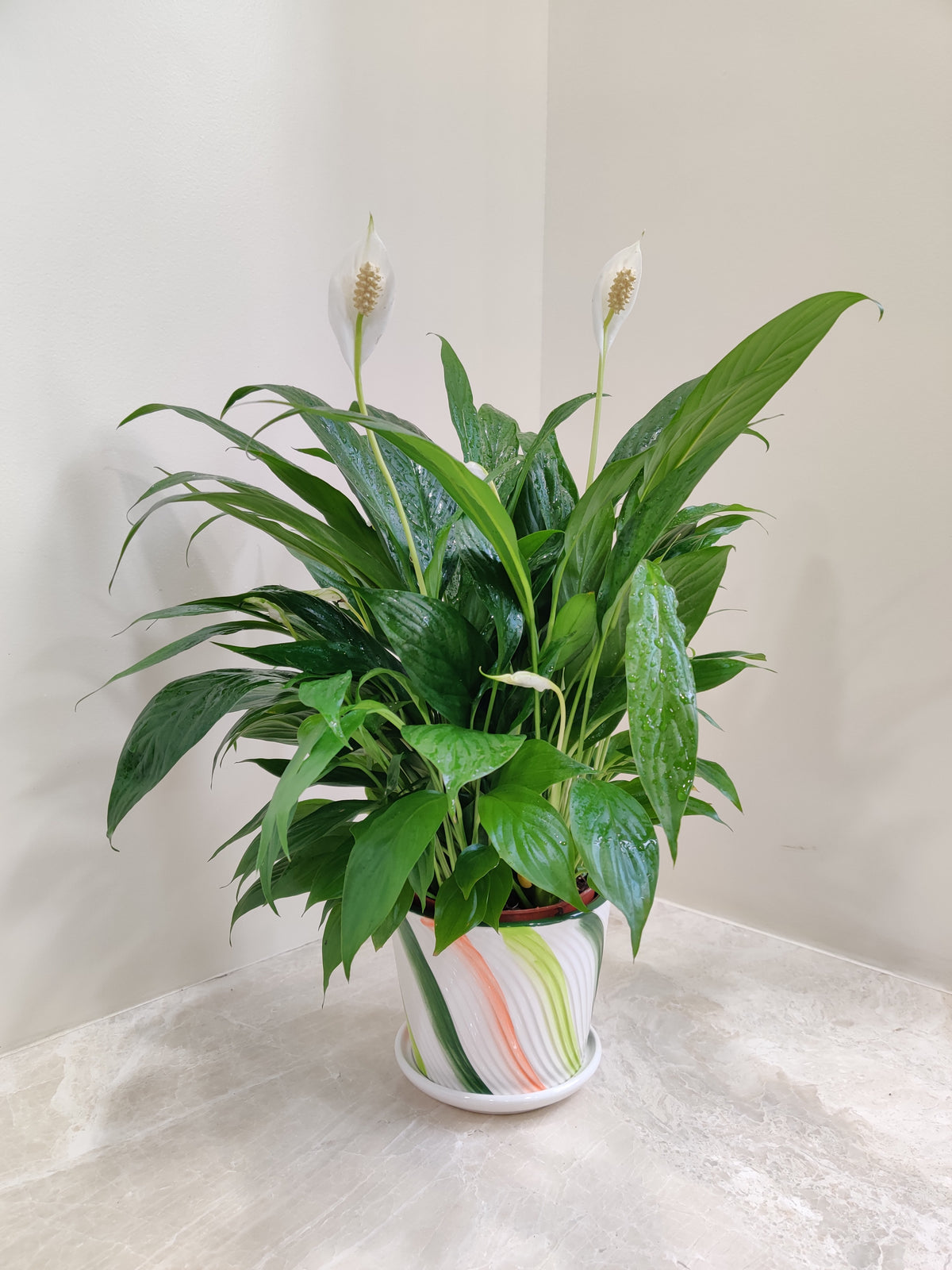 Peace Lily the Perfect Corporate Gift Plant – ChhajedGarden.com