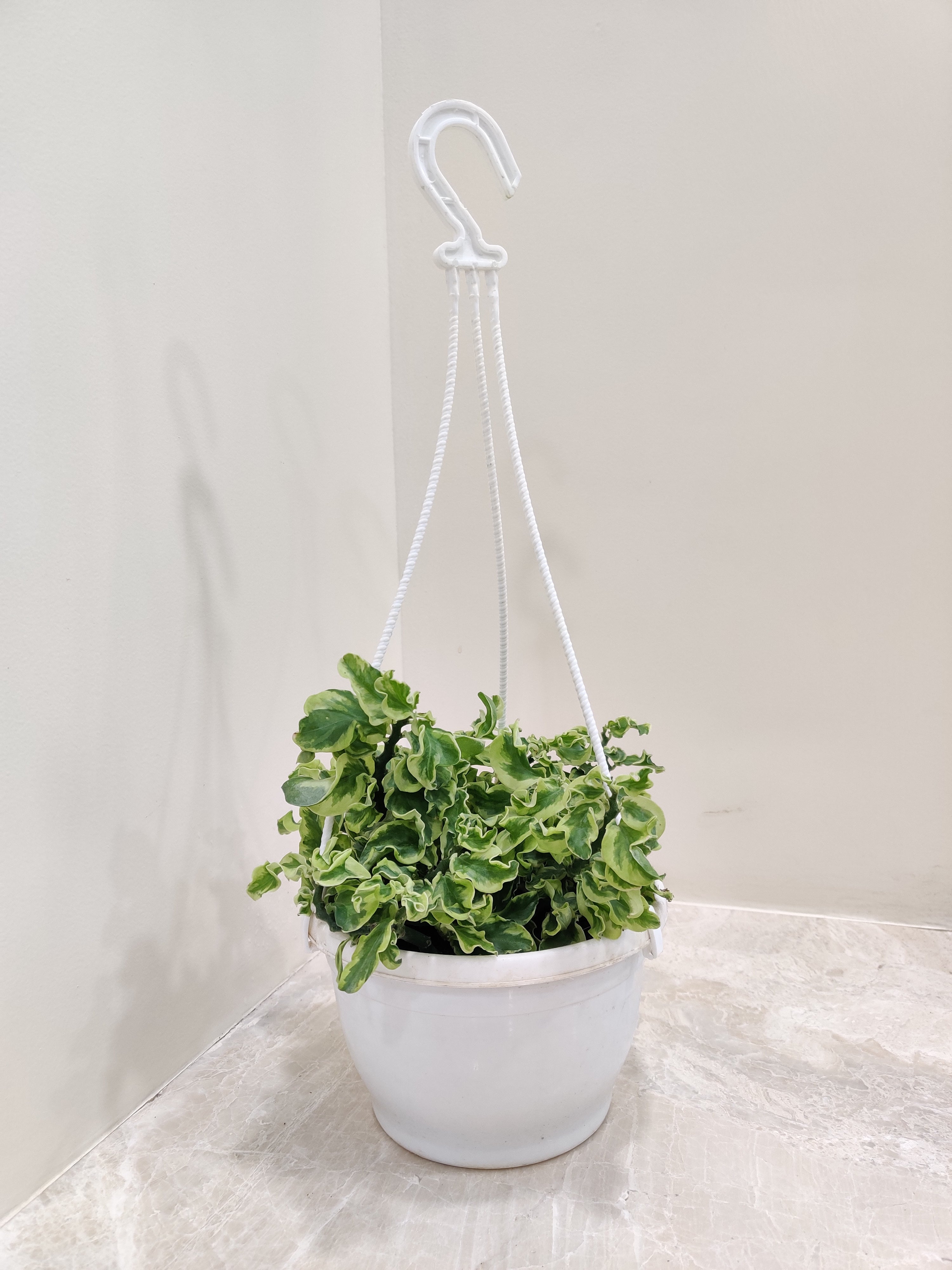 Shop Pedilanthus Curley Variegated New 15 cm Hanging Pot - Stunning and ...