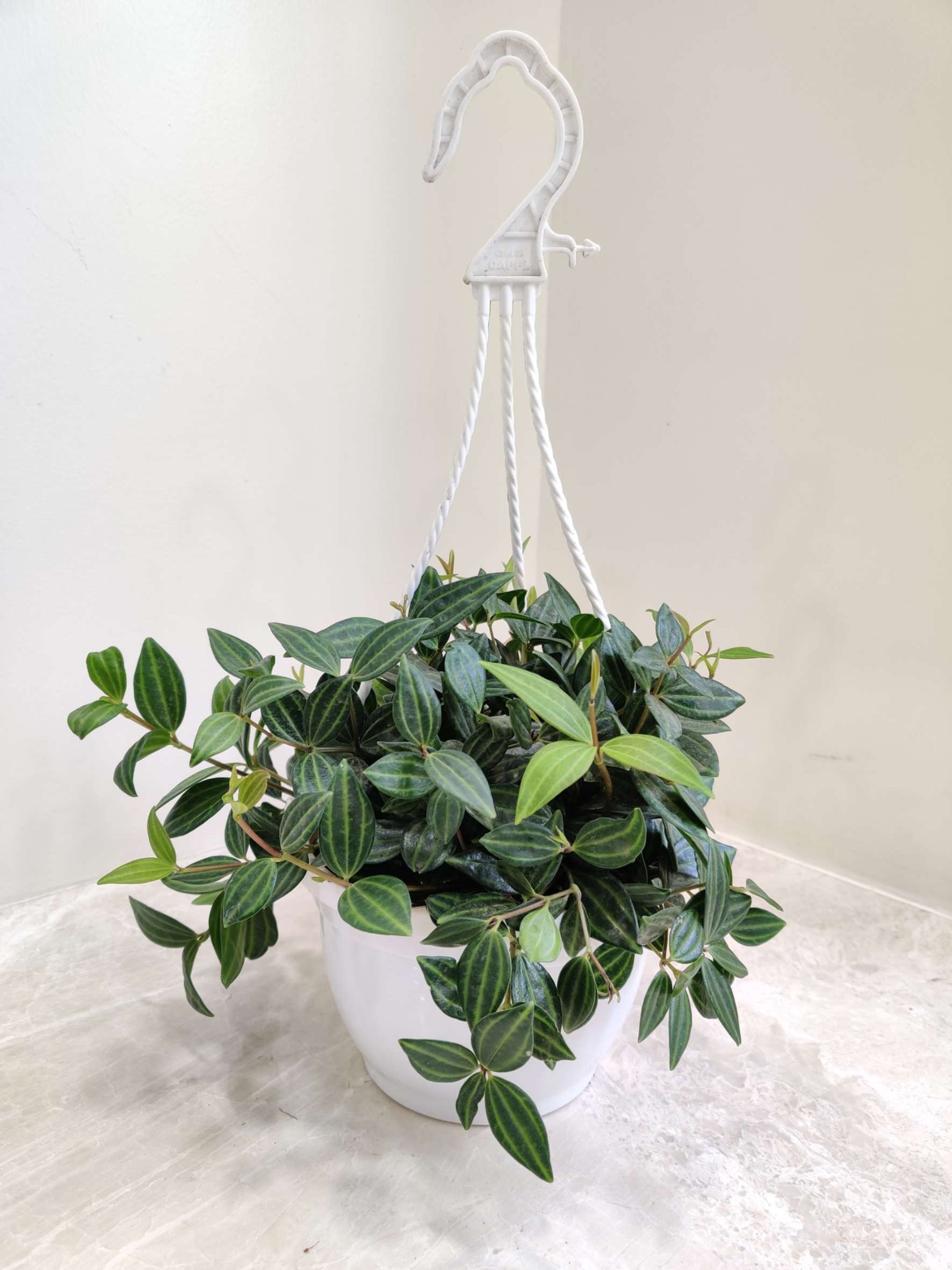 Buy Peperomia Caperata Green Hanging Plant - Charming and Green ...