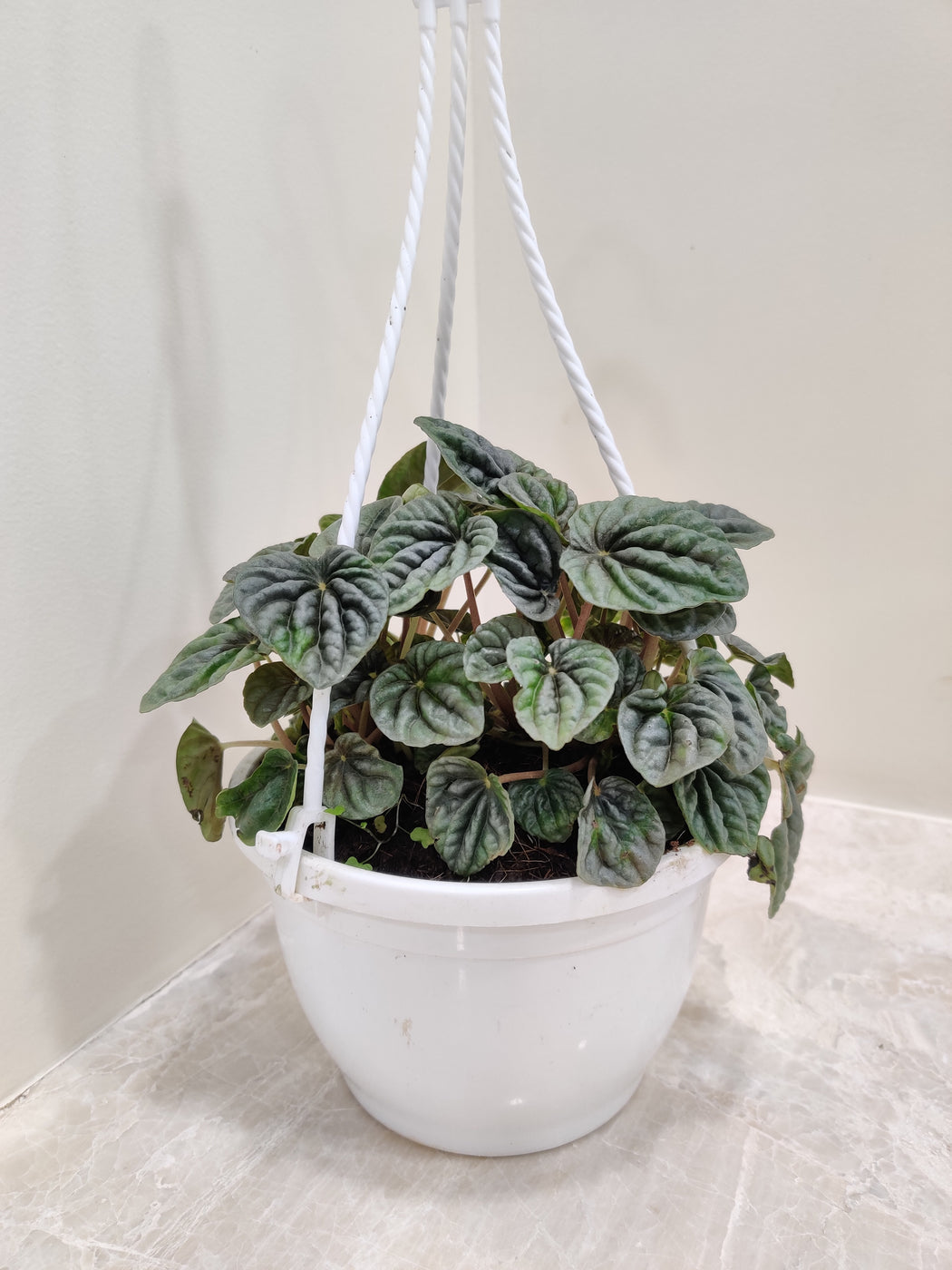Silver Ripple Peperomia - Lush Indoor Hanging Plant – ChhajedGarden.com