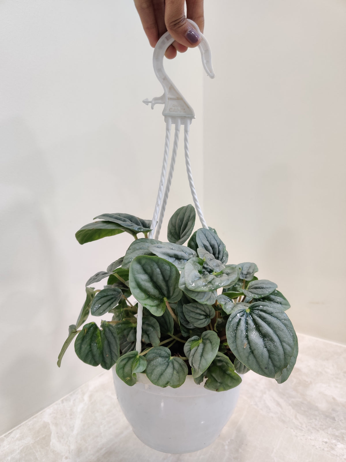 Shop Peperomia Moonlight 15 cm Hanging Pot - Mesmerizing Silver Foliage ...
