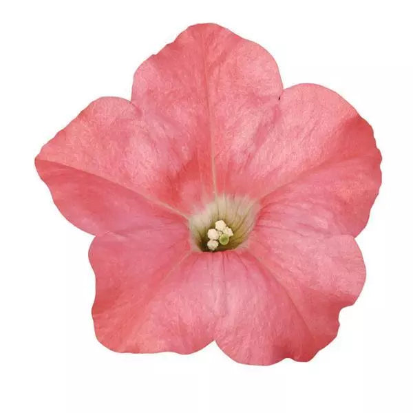 Petunia Easy Wave Coral Reef Flower Seeds – ChhajedGarden.com