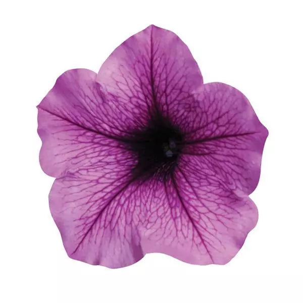 Petunia F1 Spreading E3 Easy Wave Pink Flower Seeds |By Online India ...