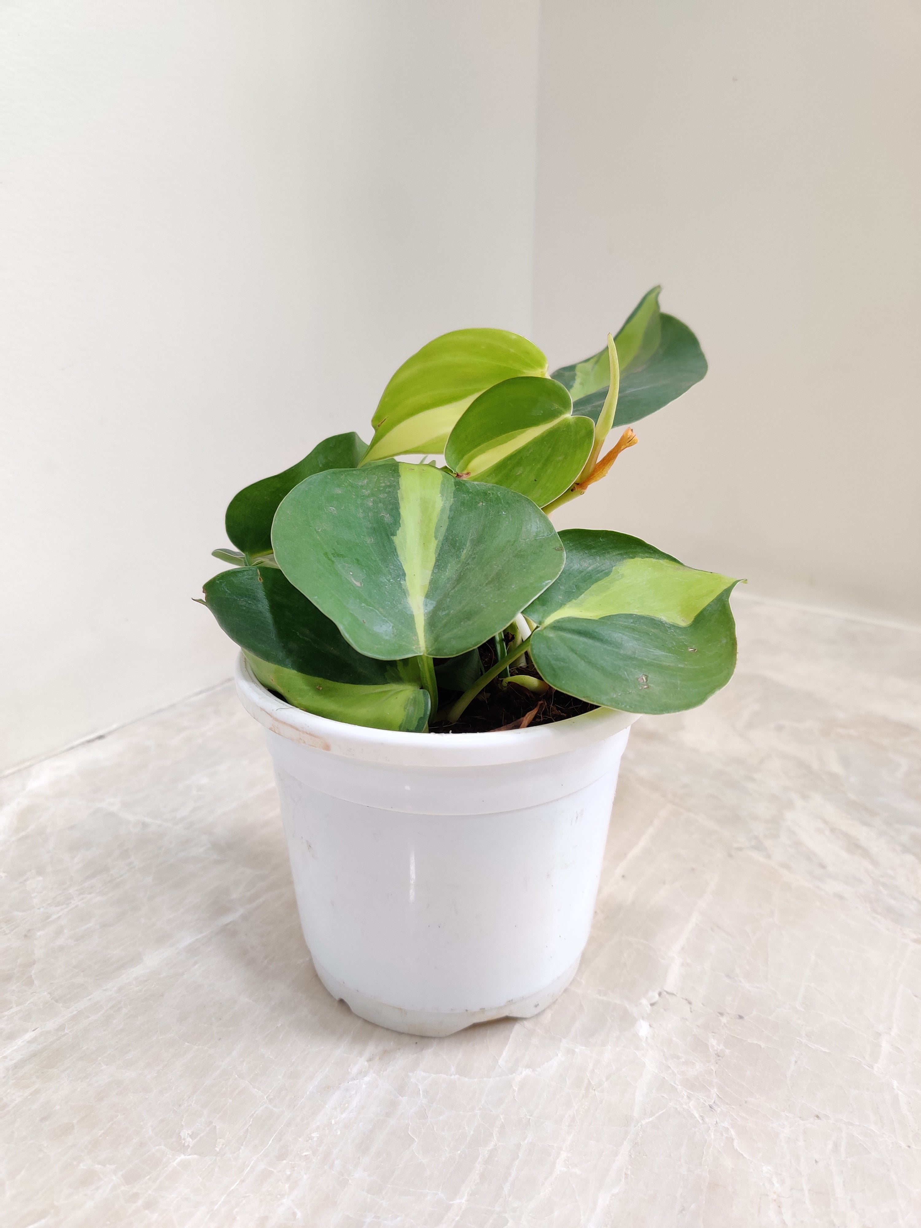 Shop Philodendron Brasil Plant Online India – ChhajedGarden.com