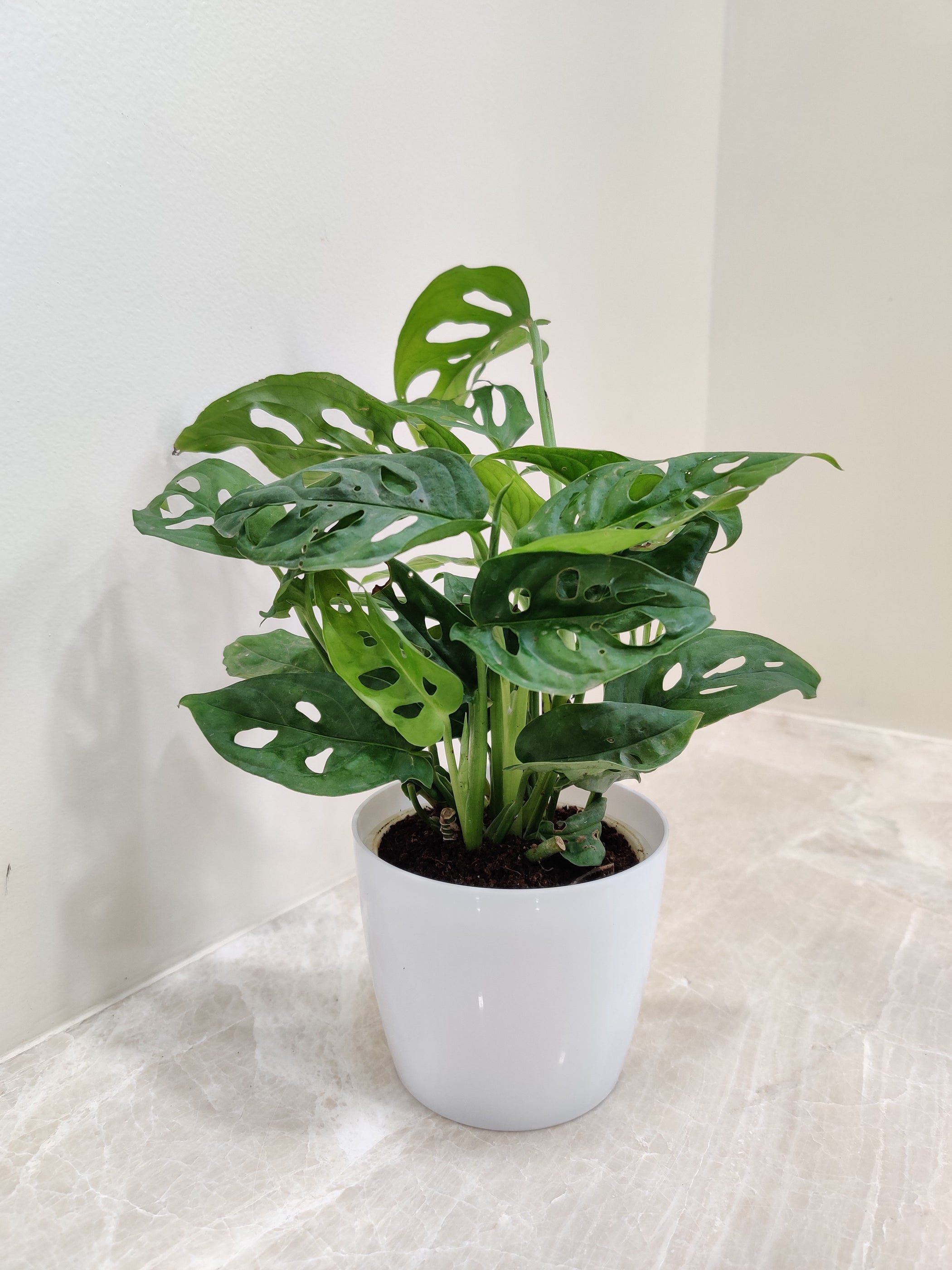 Unique Monstera Obliqua (Philodendron Broken Heart) - 10 cm Pot ...