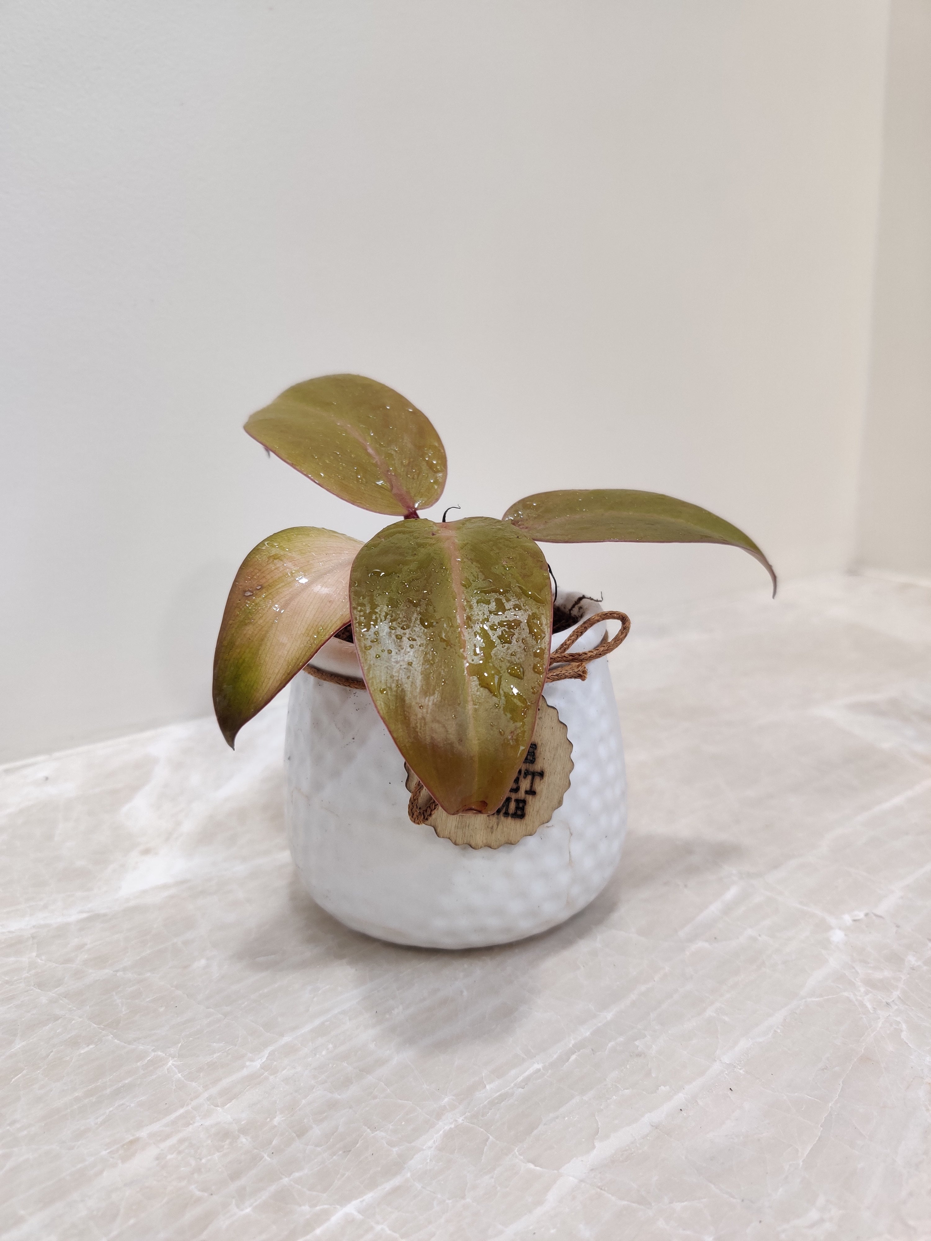 Buy Philodendron Sunshine Plant - Perfect Office Gift – ChhajedGarden.com