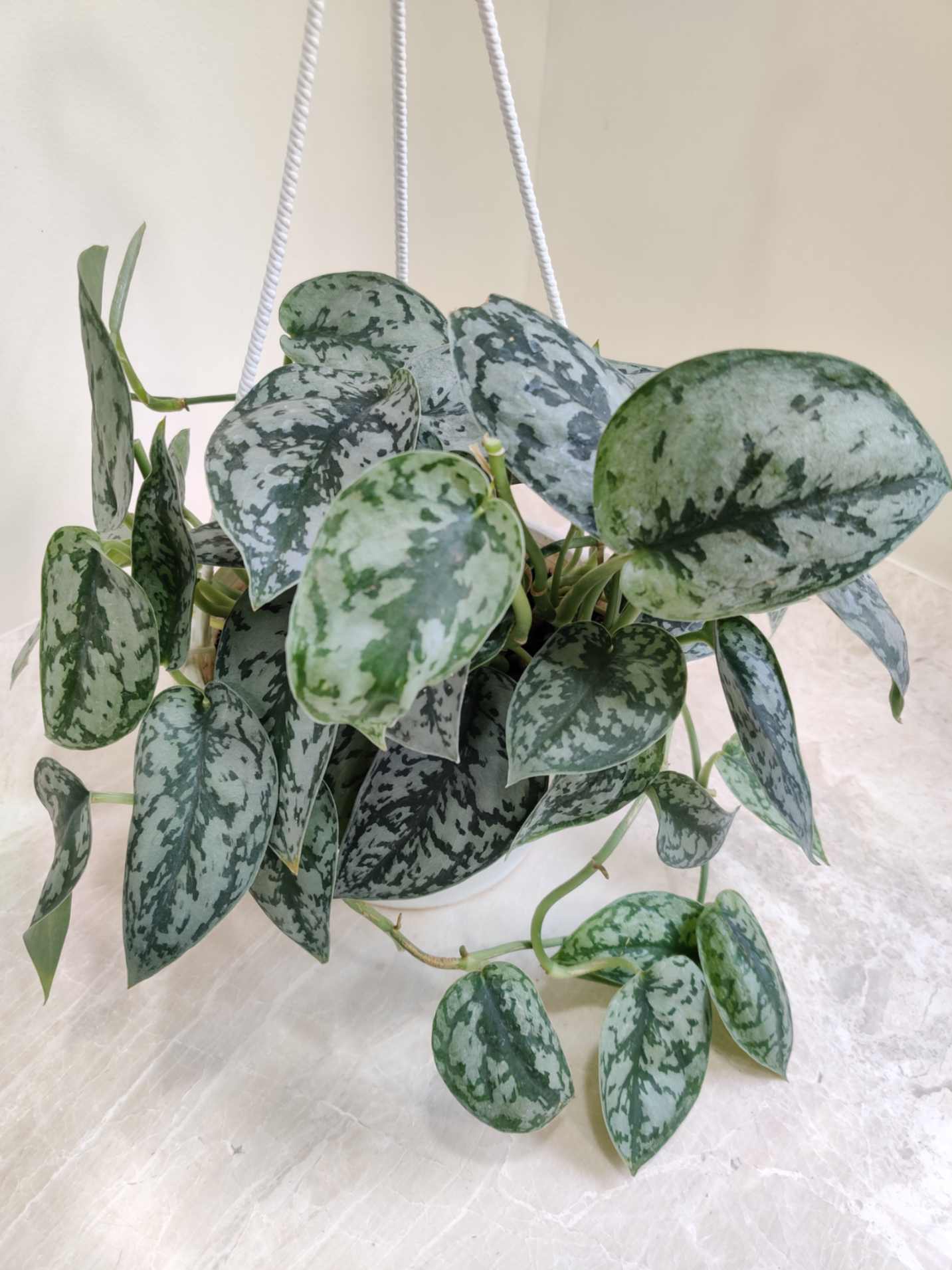 Buy Rare Silver Satin Pothos with Hanging Pot Online India ...