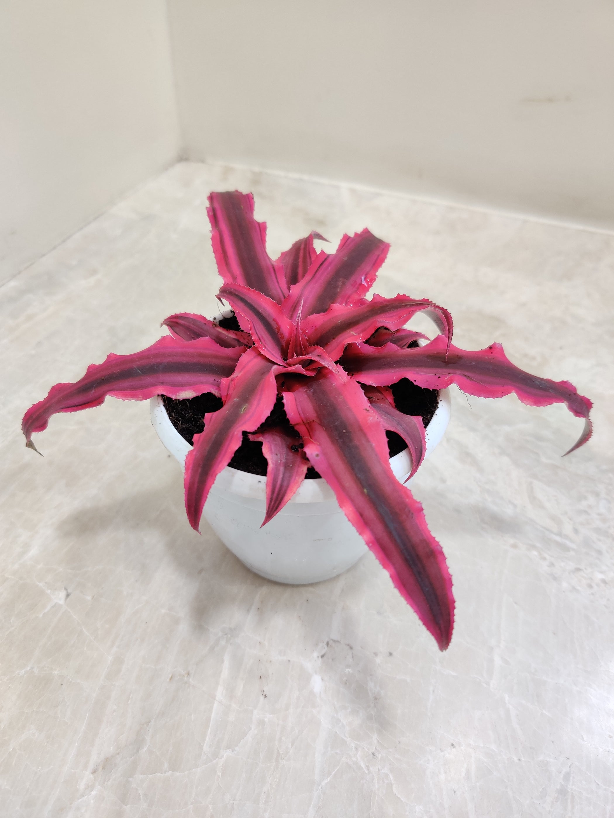 Buy Red Star Cryptanthus | Vibrant Indoor Plant – ChhajedGarden.com