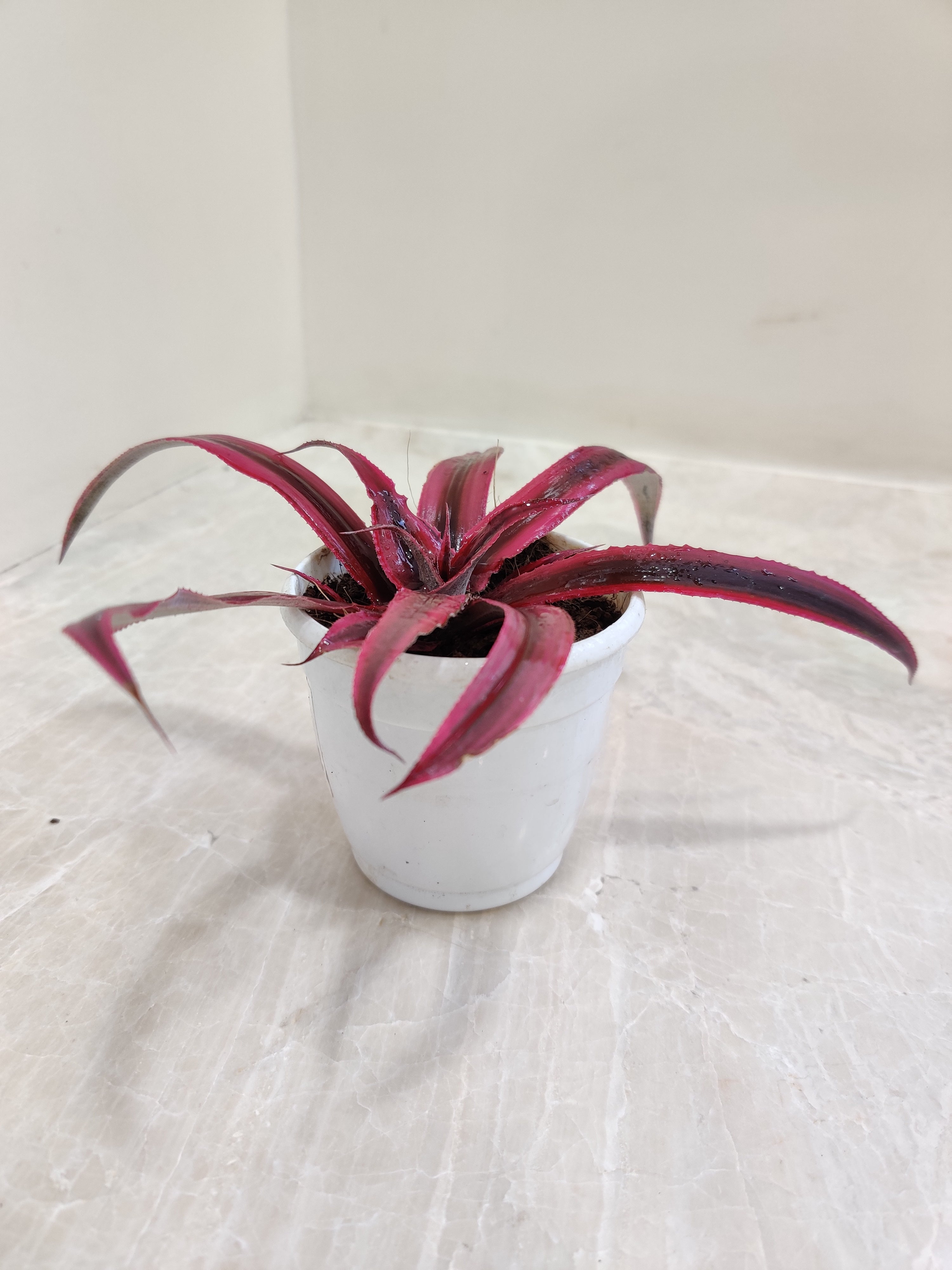 Cryptanthus Bivittatus Ruby Plant | Lush & Compact – ChhajedGarden.com