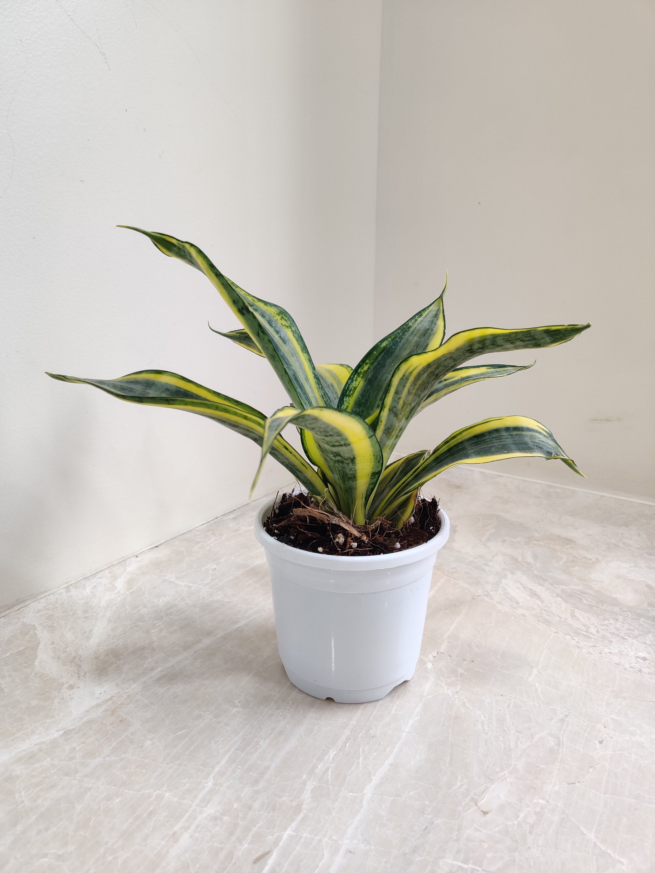 Buy Crooked Snake Plant Online India at Lowest Price – ChhajedGarden.com