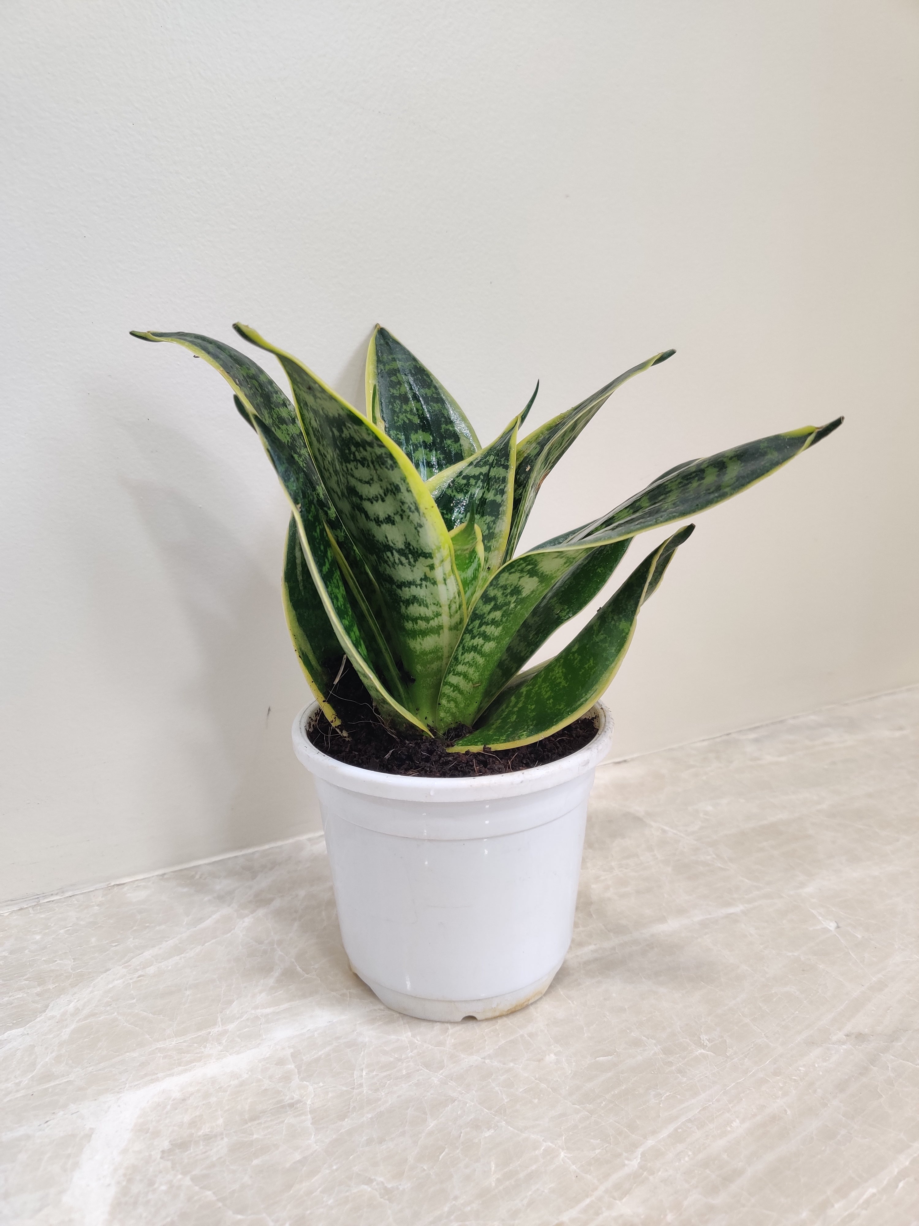 Buy Snake Plant Superba Online India at Lowest Price – ChhajedGarden.com