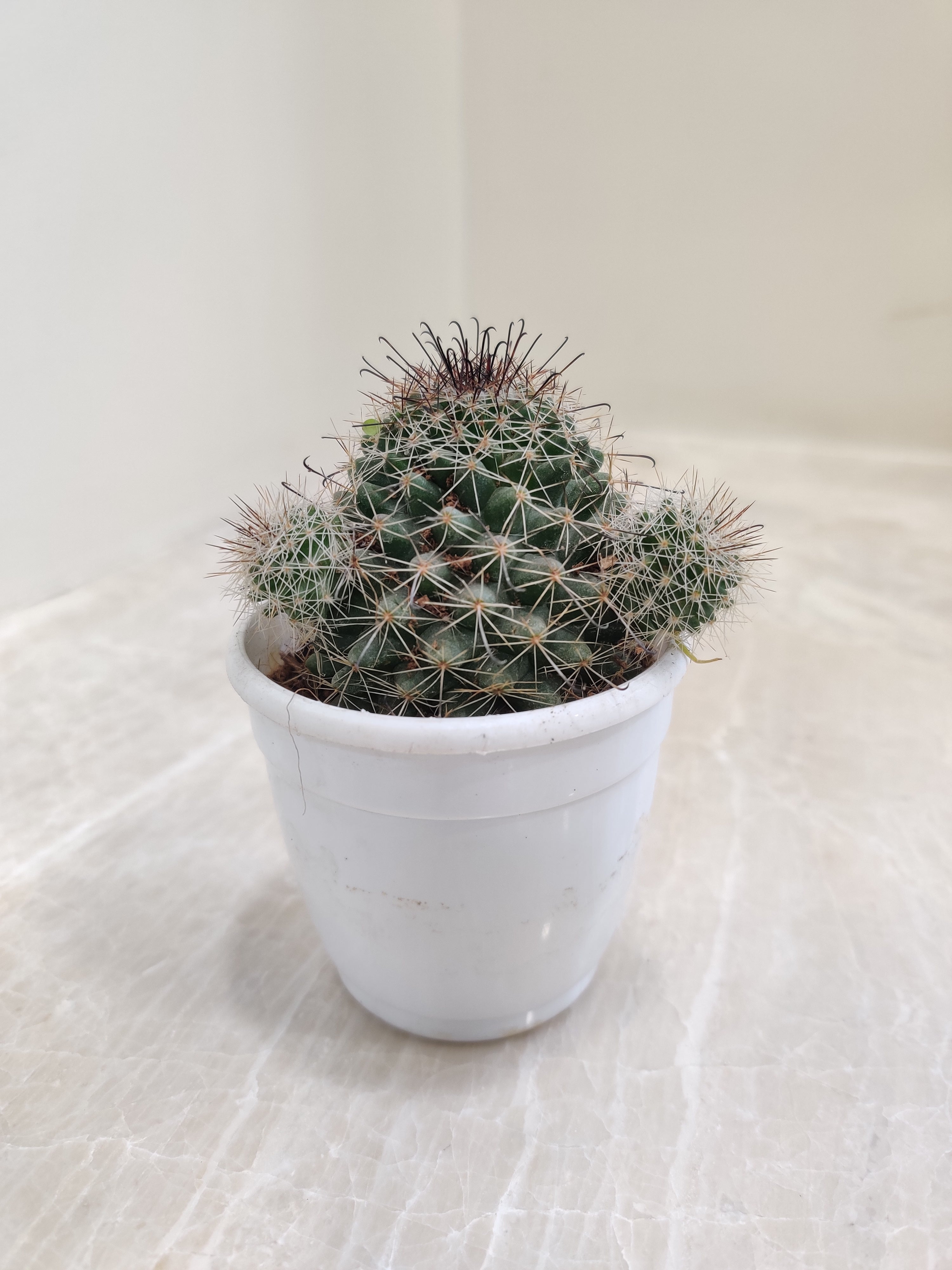 Buy Sheldonii Cactus Online | Perfect Indoor Plant for Beginners ...