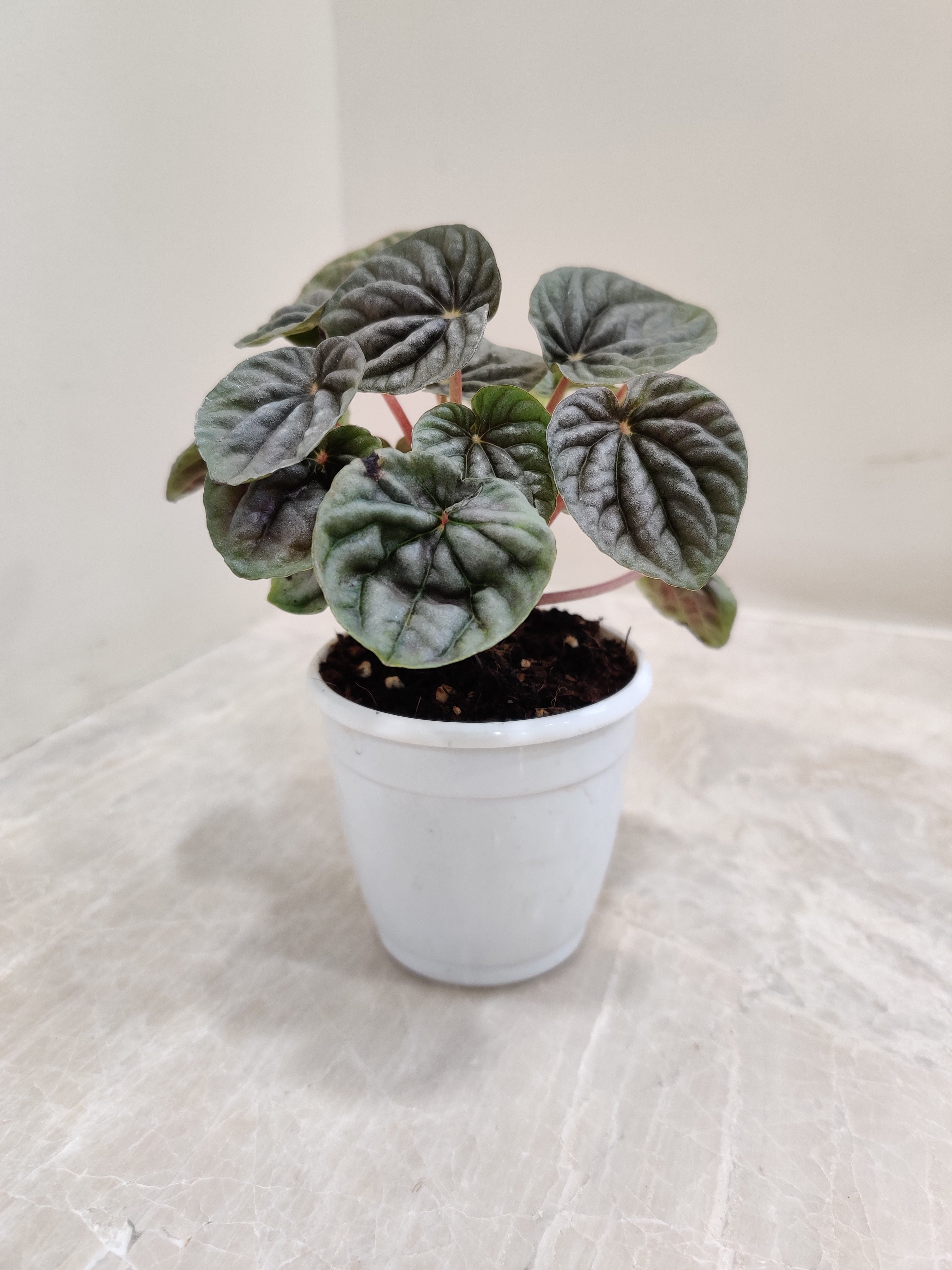 Buy Silver Ripple Peperomia Online - Fresh Air Indoor Plant ...