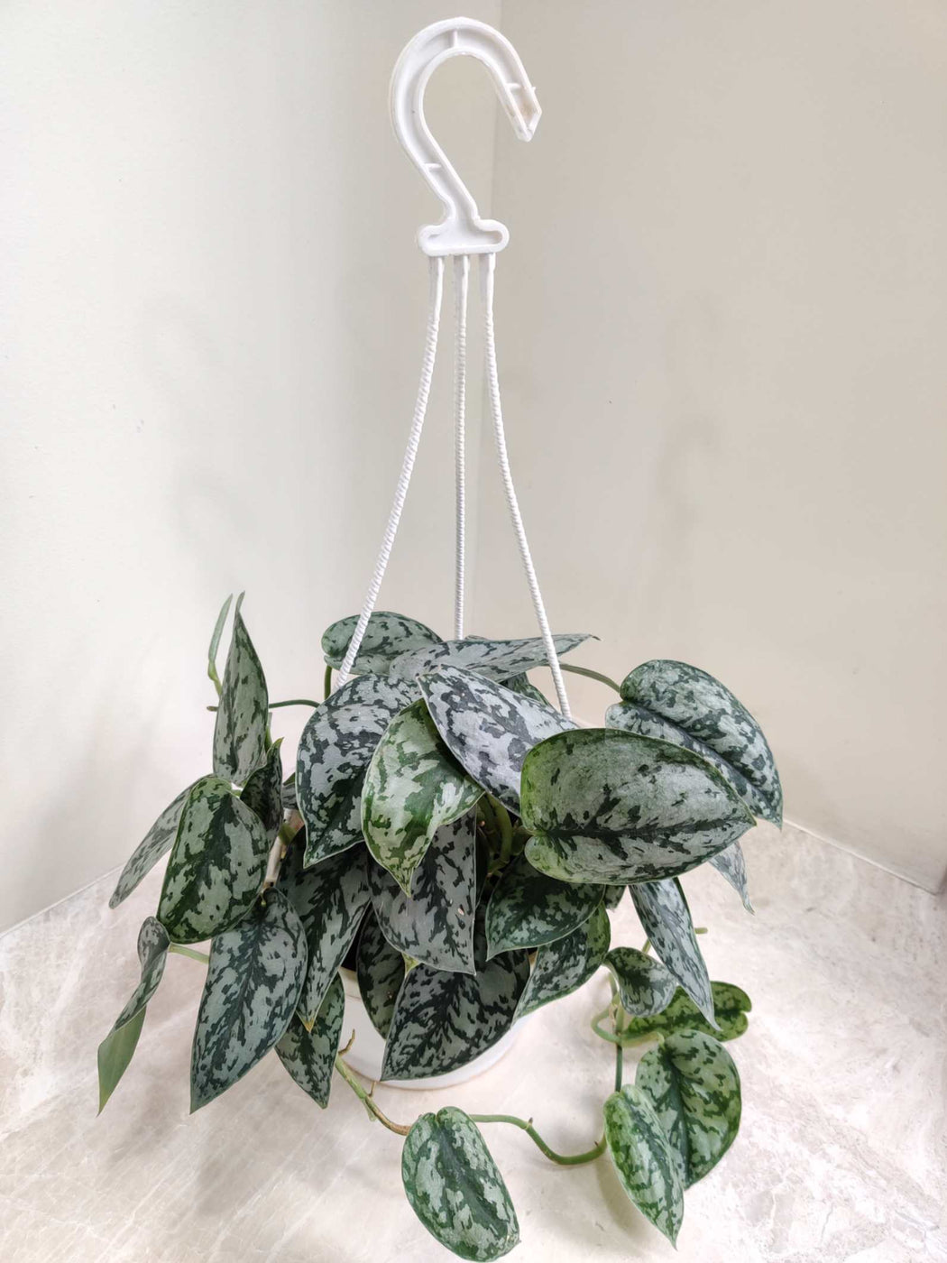 Buy Rare Silver Satin Pothos with Hanging Pot Online India ...