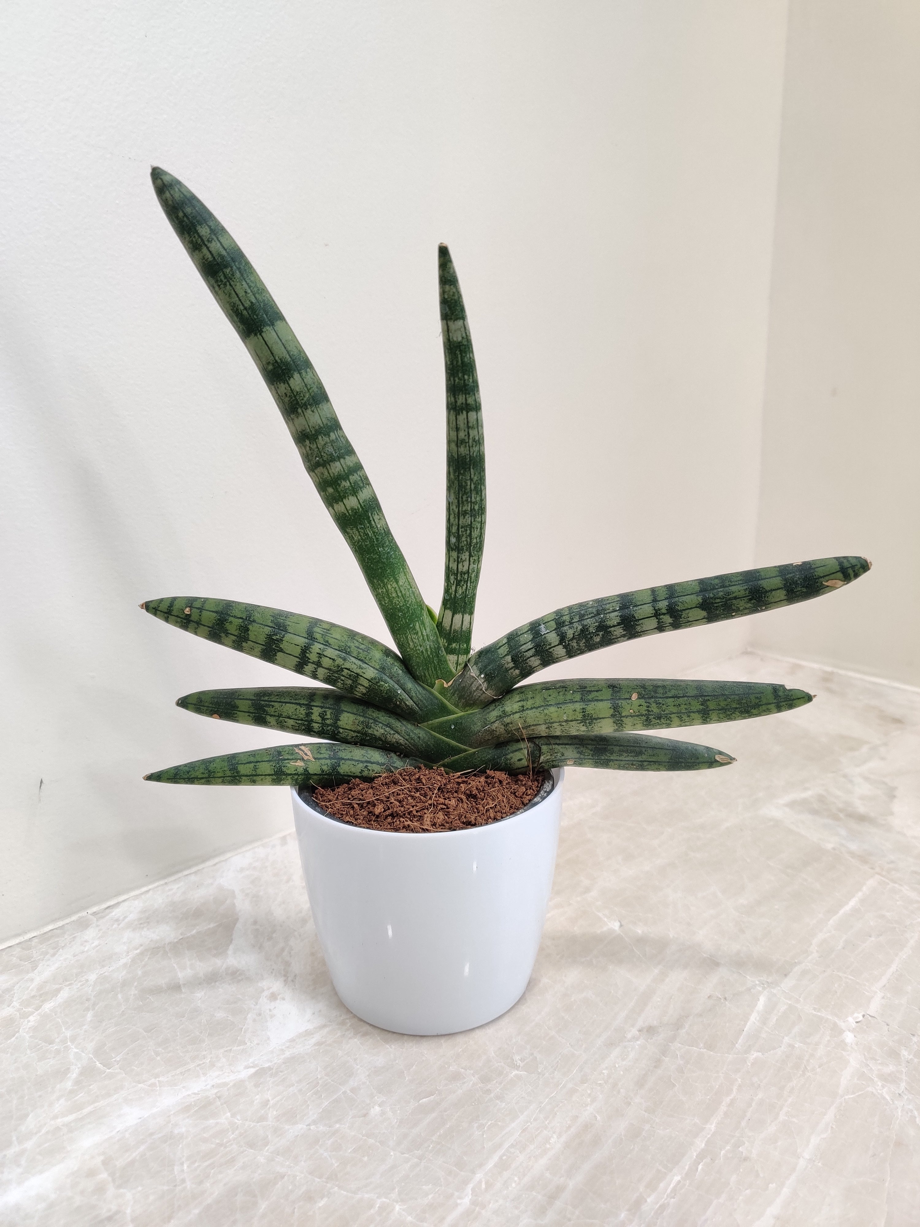 Buy Boncel Snake Desk Plant - Enhance Your Workspace – ChhajedGarden.com