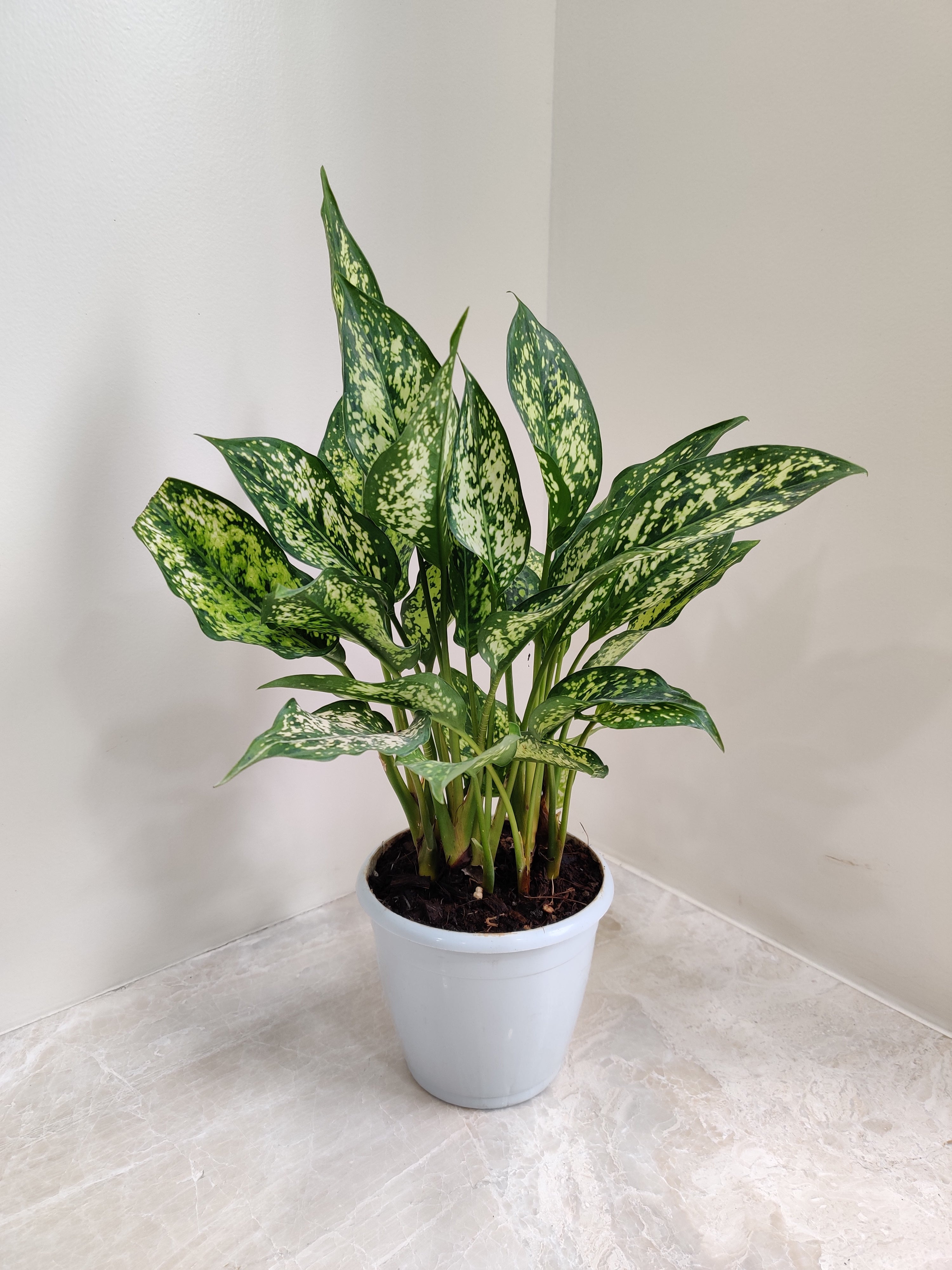 Buy Aglaonema Snow White Plant - Air-Purifying Indoor Foliage | Low ...