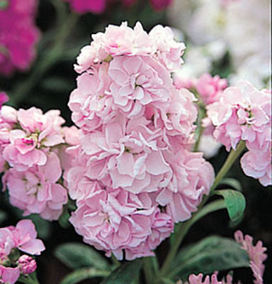 Stock Harmony Cherry Blossom Flower Seeds – ChhajedGarden.com