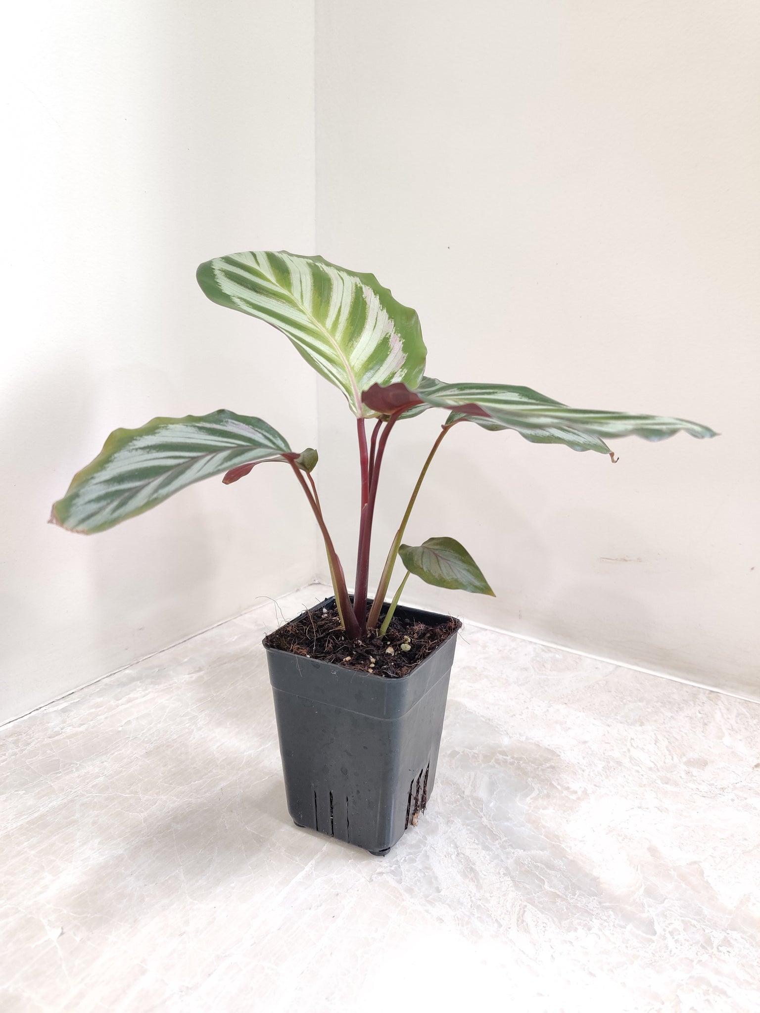 Buy Calathea Plant Online India at the Lowest Price – ChhajedGarden.com