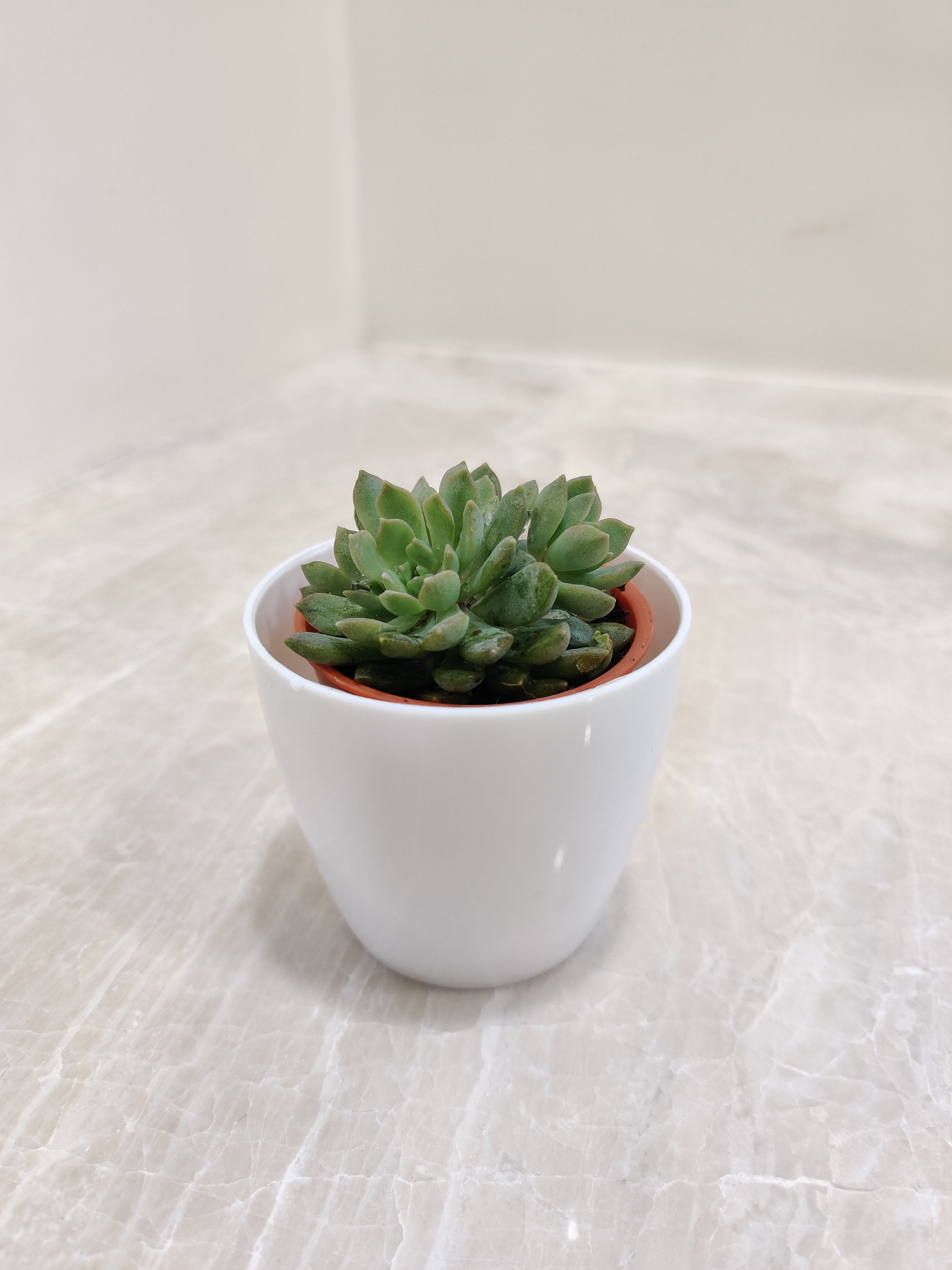 Buy Succulent Desk Plant for Corporate Gifting Online – ChhajedGarden.com