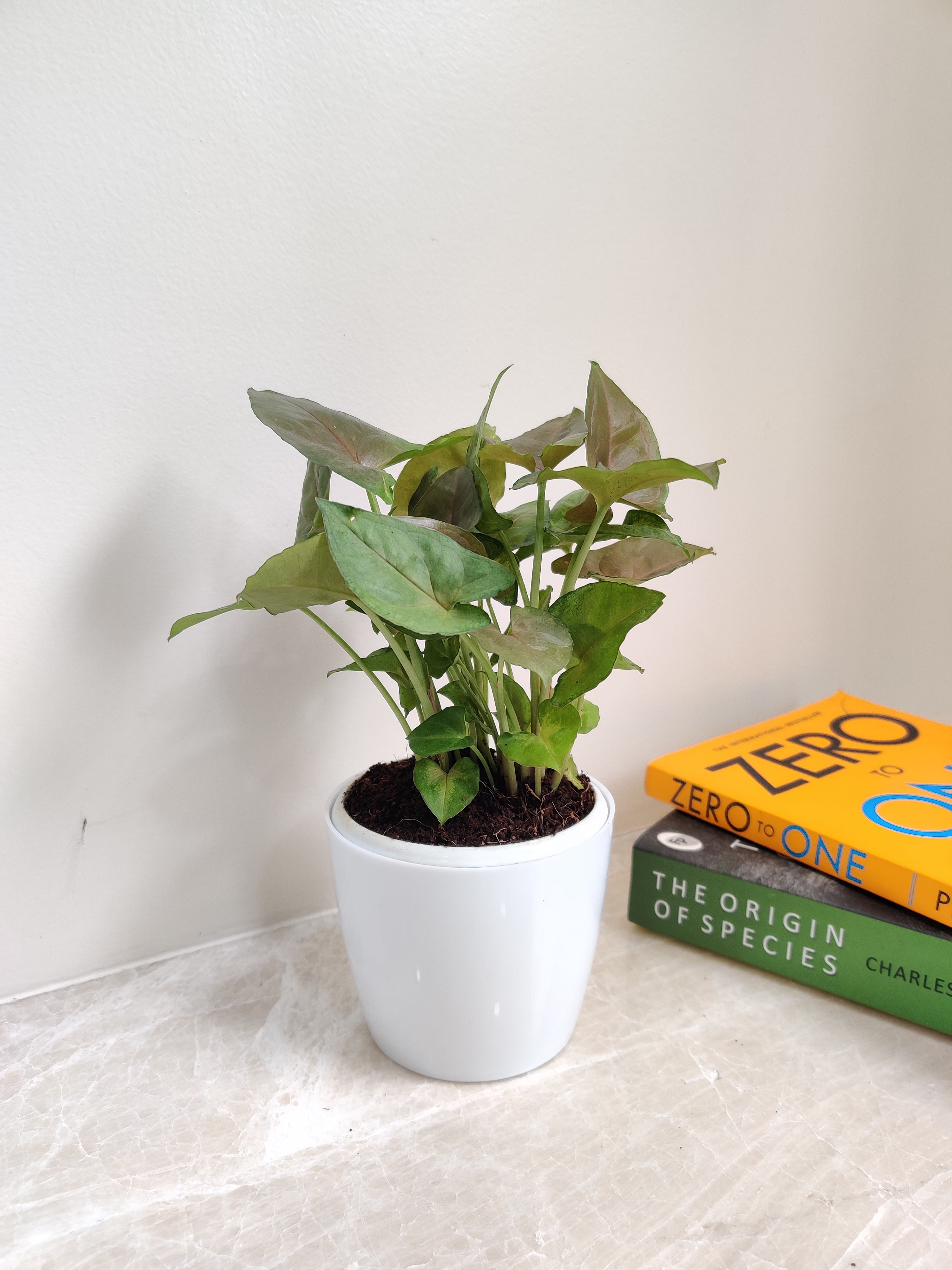 Buy Green Syngonium Plant for Corporate Gifting Online – ChhajedGarden.com
