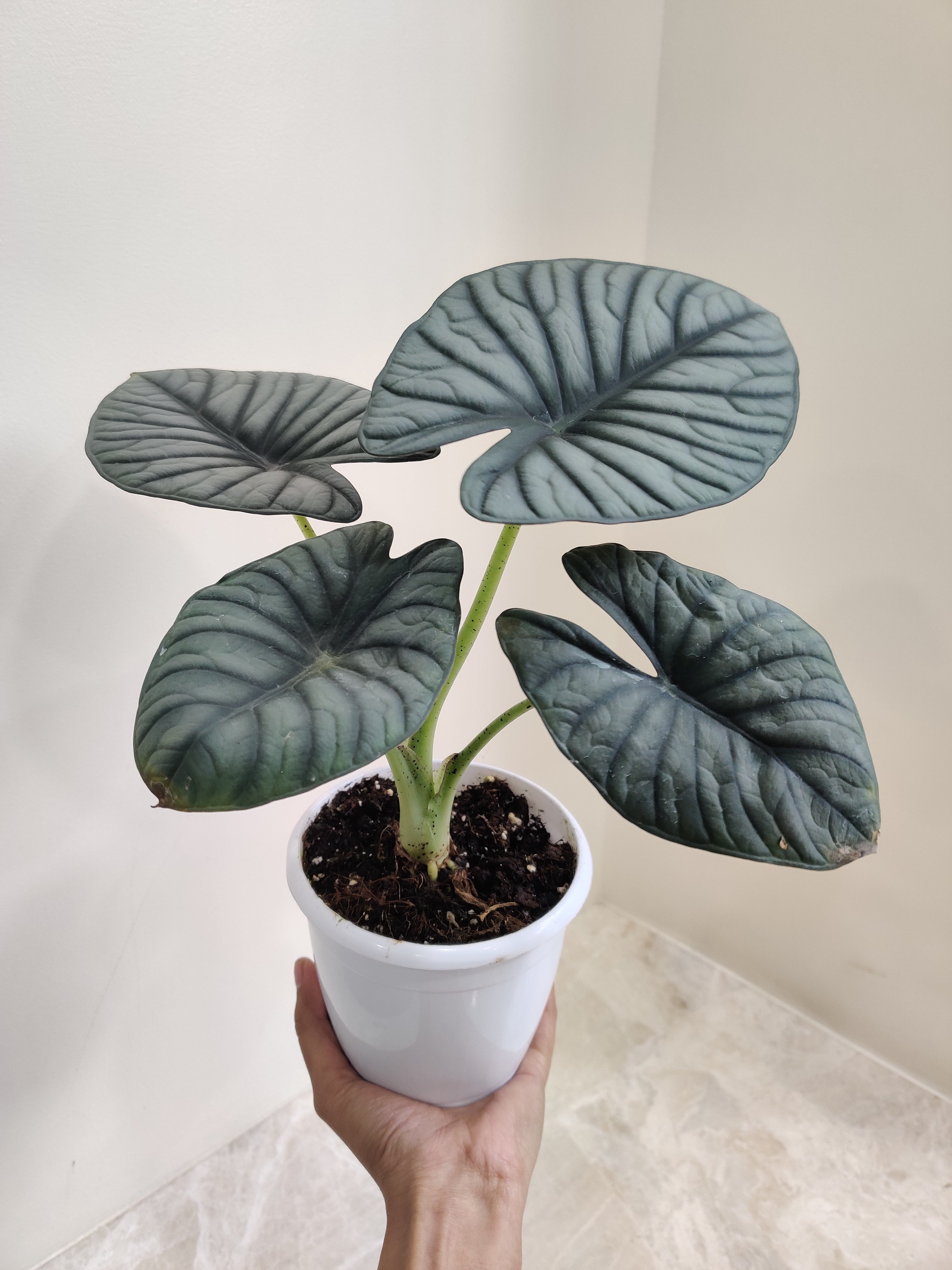 Buy Alocasia Nebula Online | Exotic Indoor Plants – ChhajedGarden.com