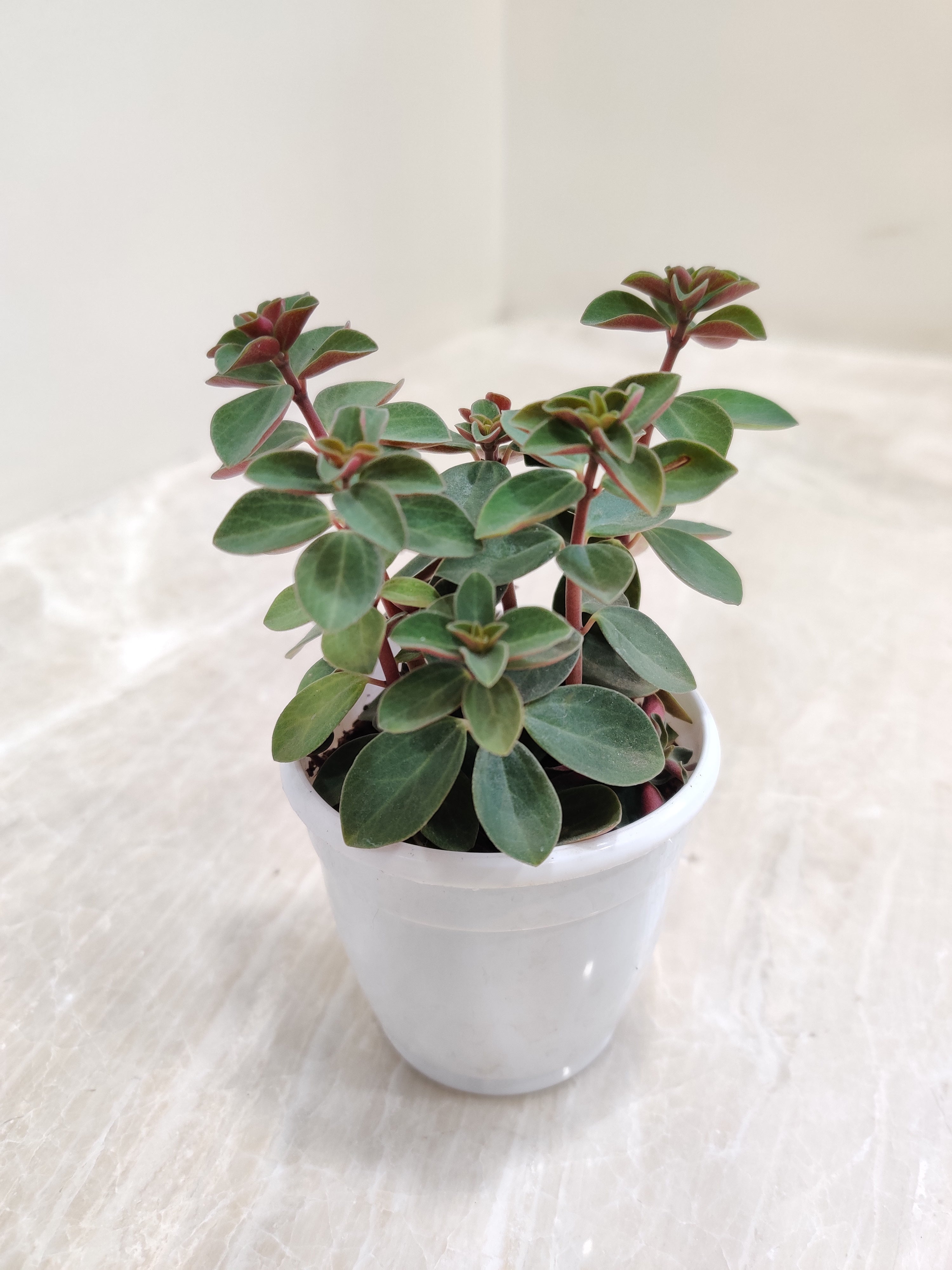 Buy Peperomia Rubella - Lush Green Succulent Online – ChhajedGarden.com