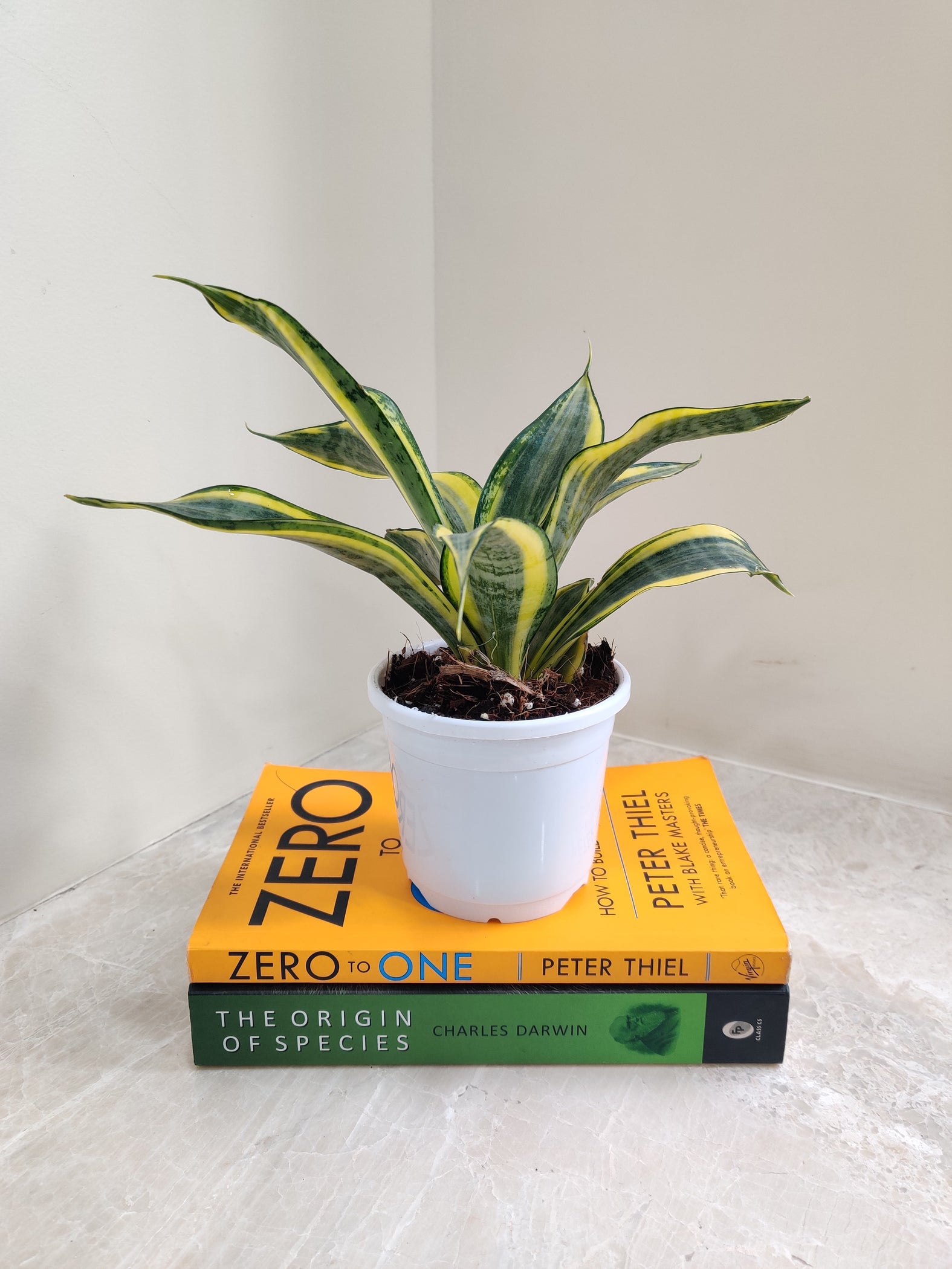 Buy Crooked Snake Plant Online India at Lowest Price – ChhajedGarden.com