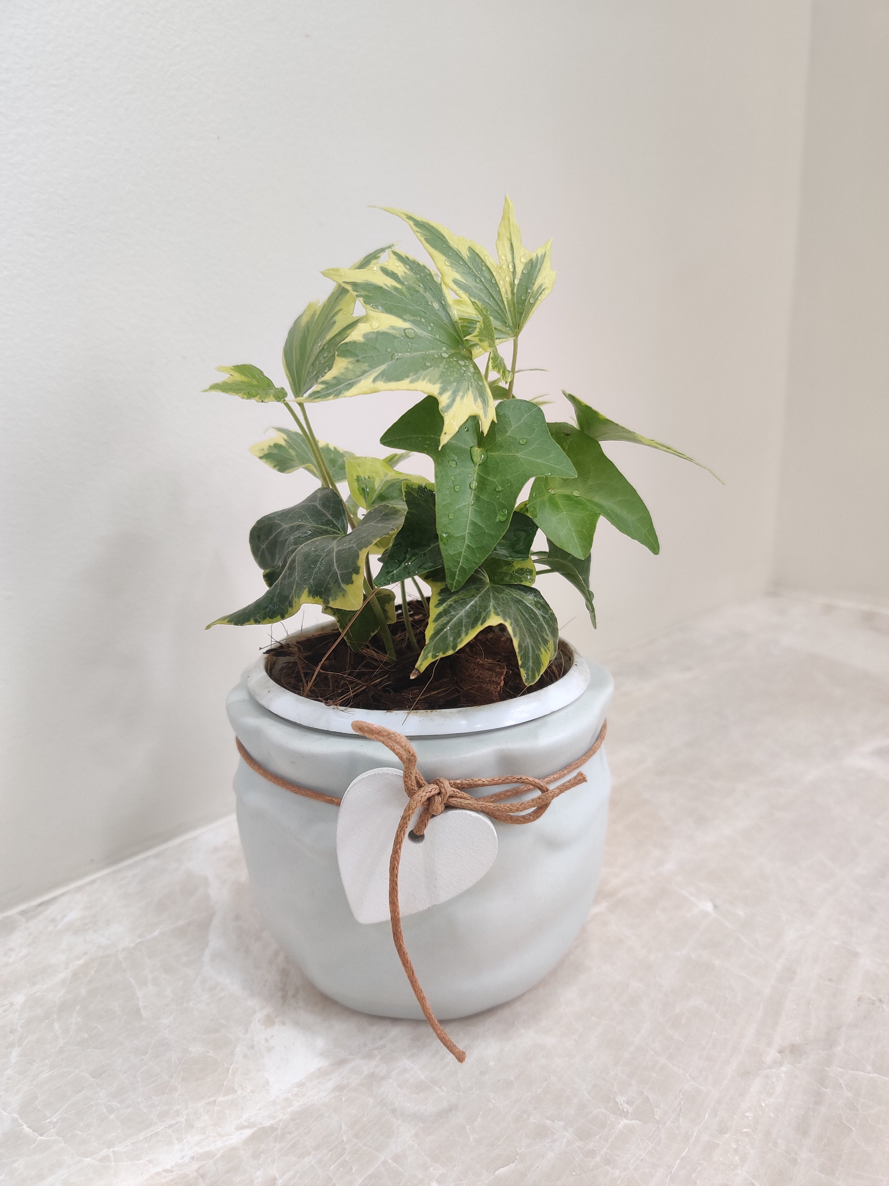 Variegated English Ivy - Perfect Corporate Gift Plant – ChhajedGarden.com