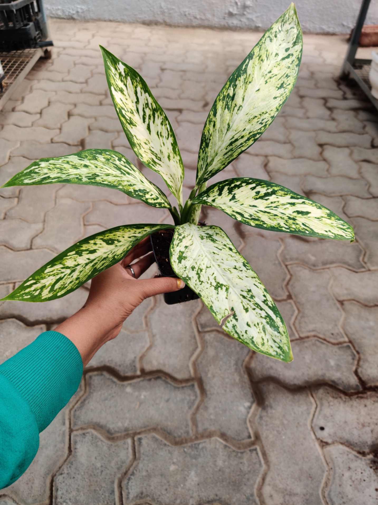 Buy Dieffenbachia Vesuvius Small Plant Online India – ChhajedGarden.com